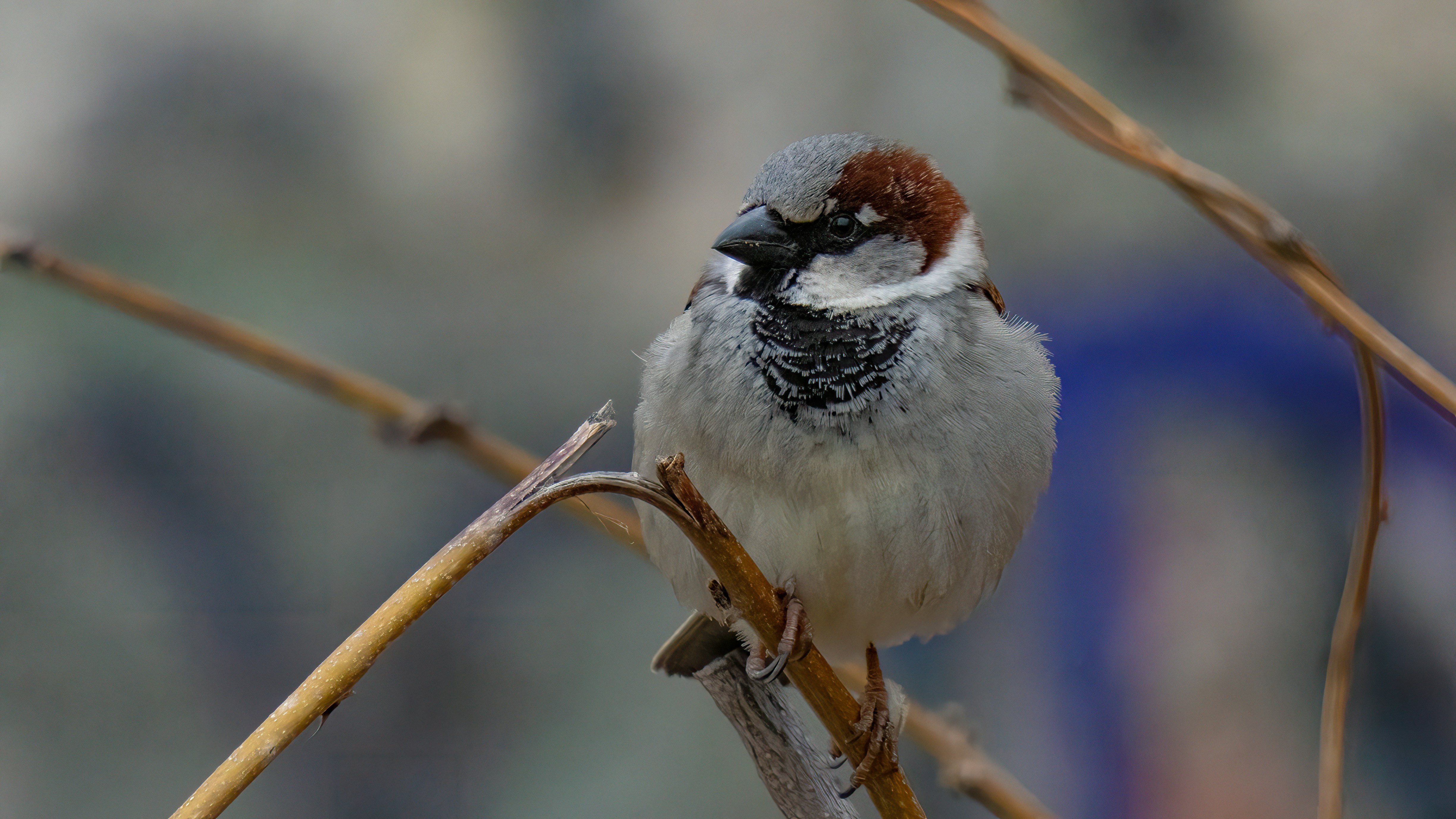 A sparrow perched on a slender branch, showcasing its intricate plumage against a softly blurred background.
