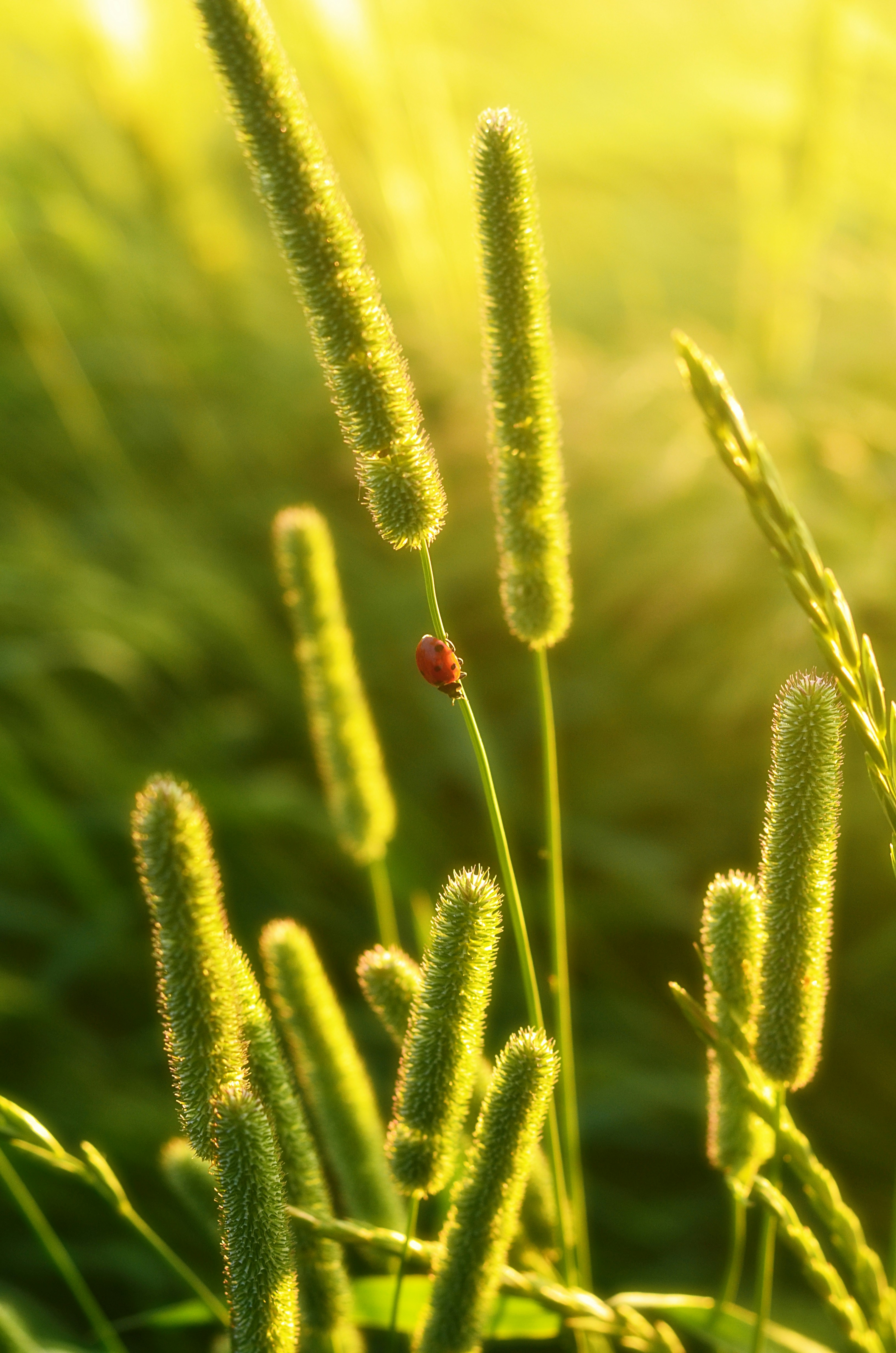 Foto Un primer plano de una planta con un insecto – Imagen Polonia ...
