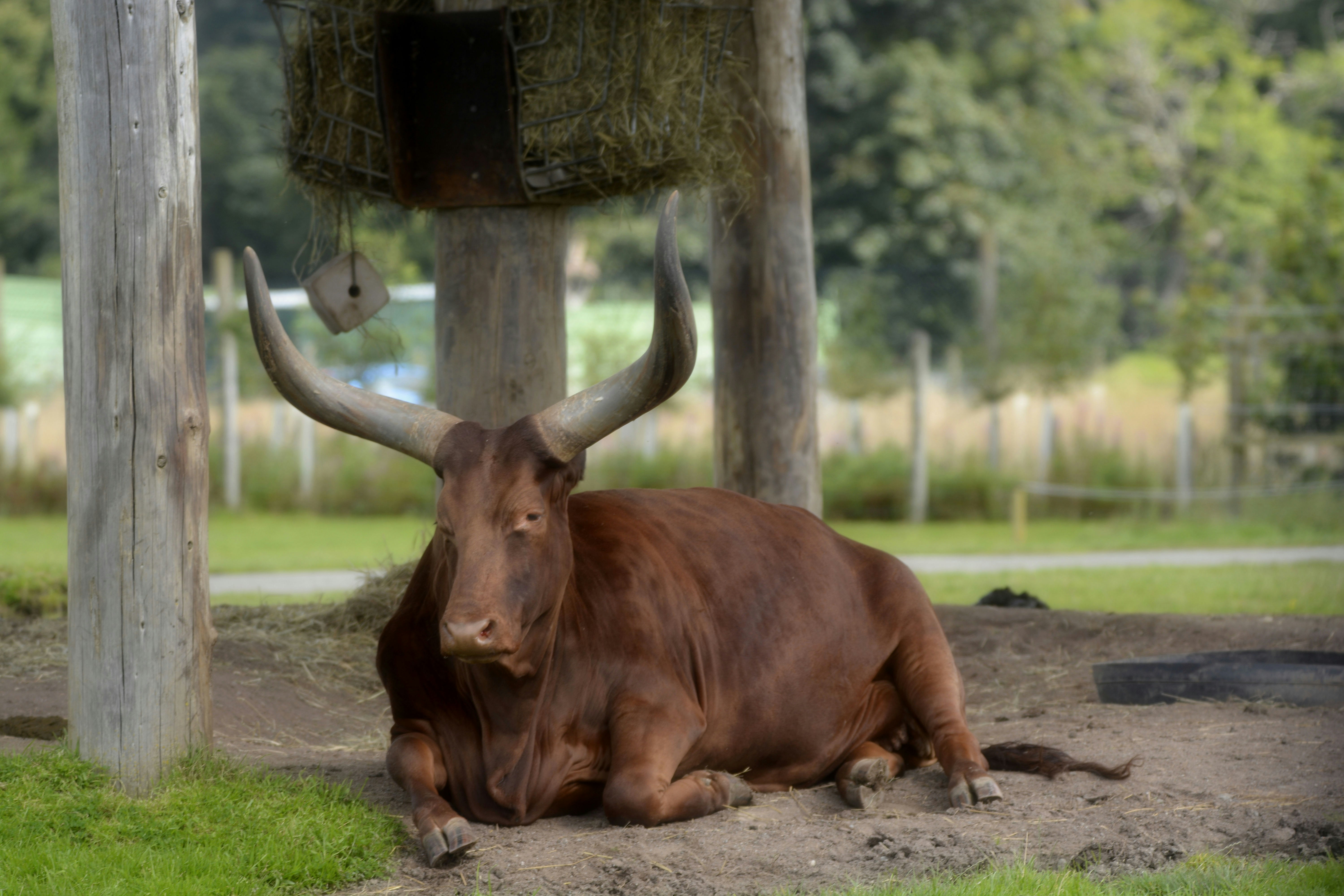 Resting Bovine Under a Rustic Feed Station
