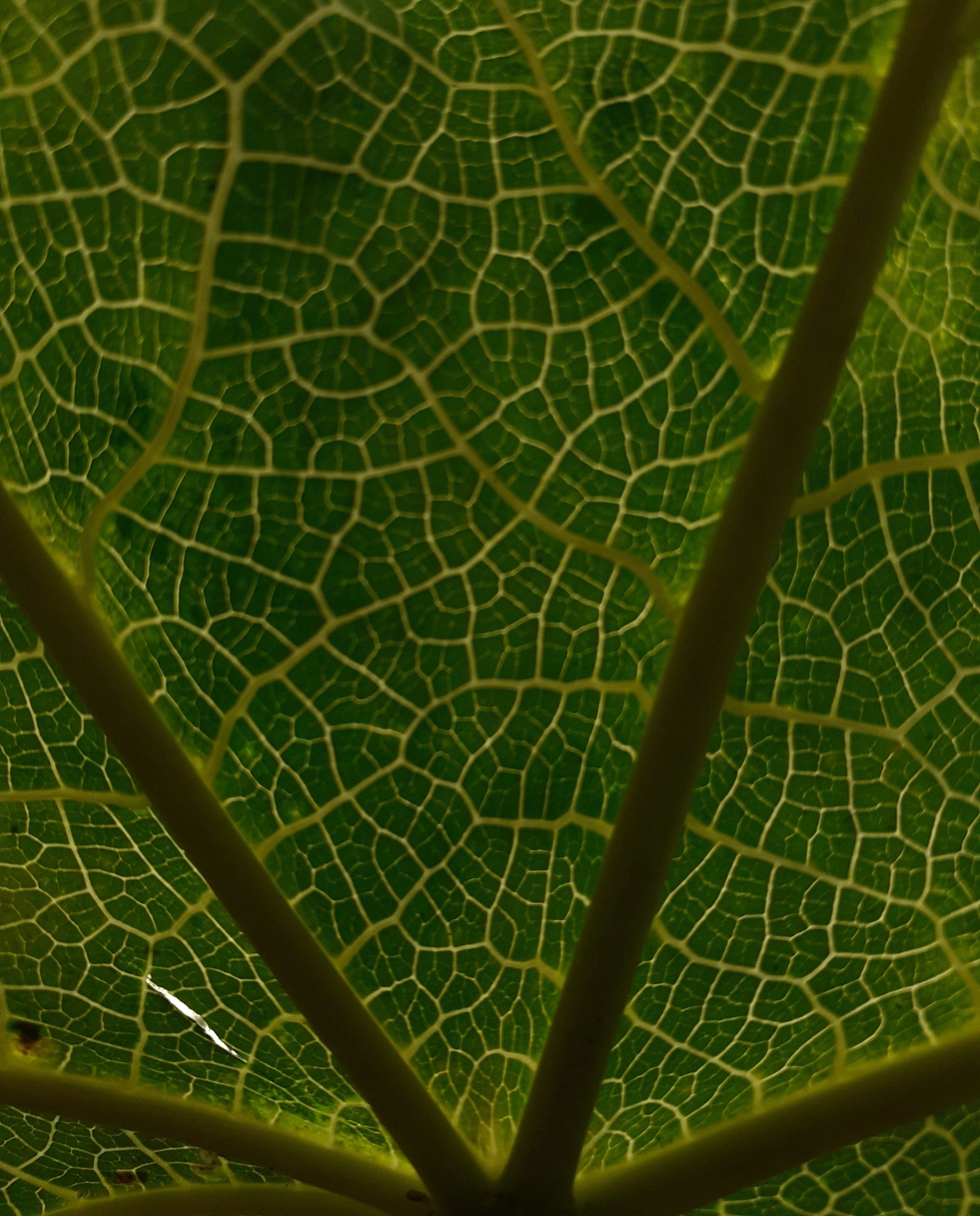 Close-up of a leaf's intricate vein structure, showcasing the natural patterns and textures. The interplay of light and shadow enhances the leaf's details.