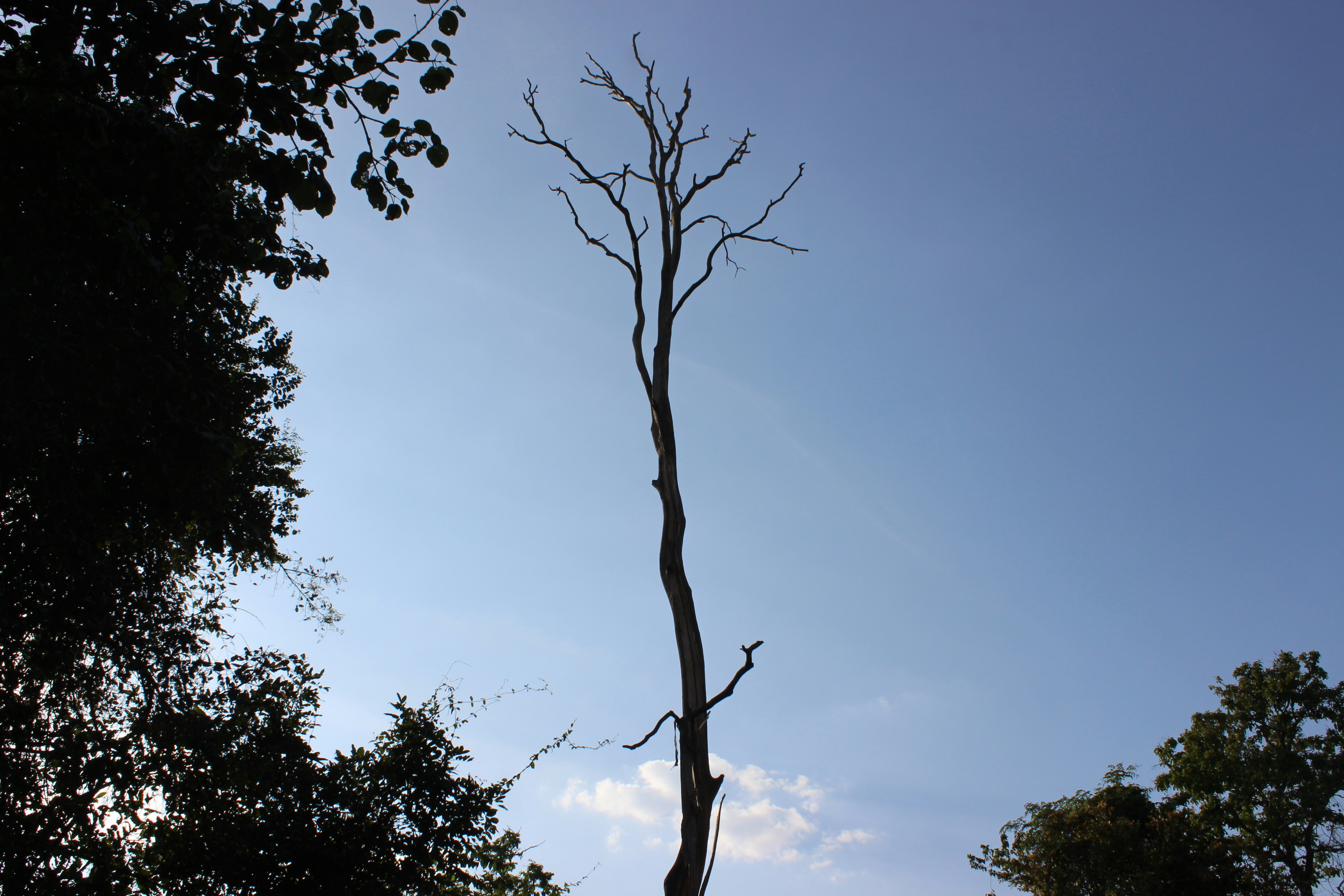 A bare tree with no leaves on a sunny day photo – Free Hosagunda Image ...