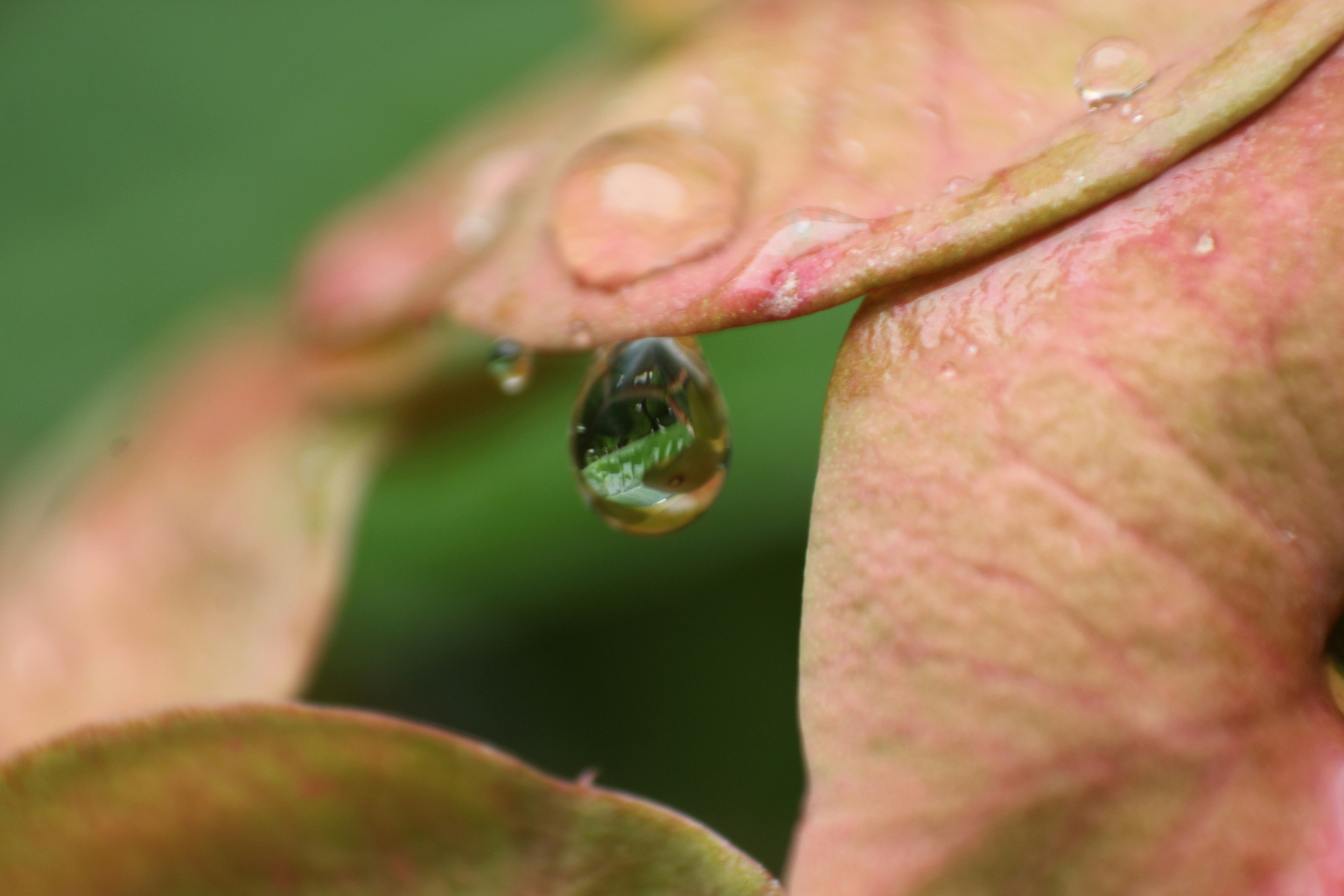 Close-up of a raindrop hanging from a vibrant red petal with a blurred green background.