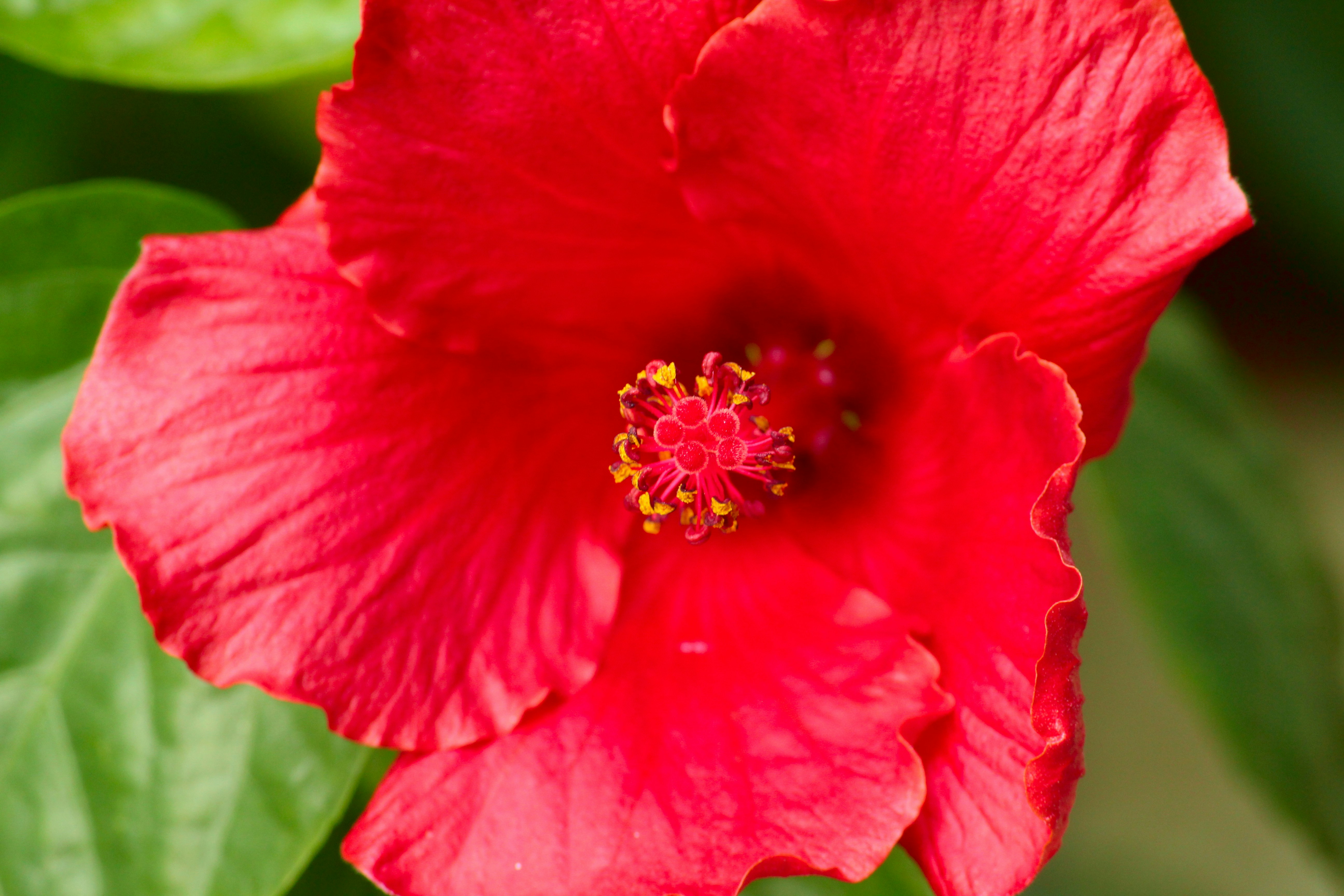 a red flower with green leaves in the background