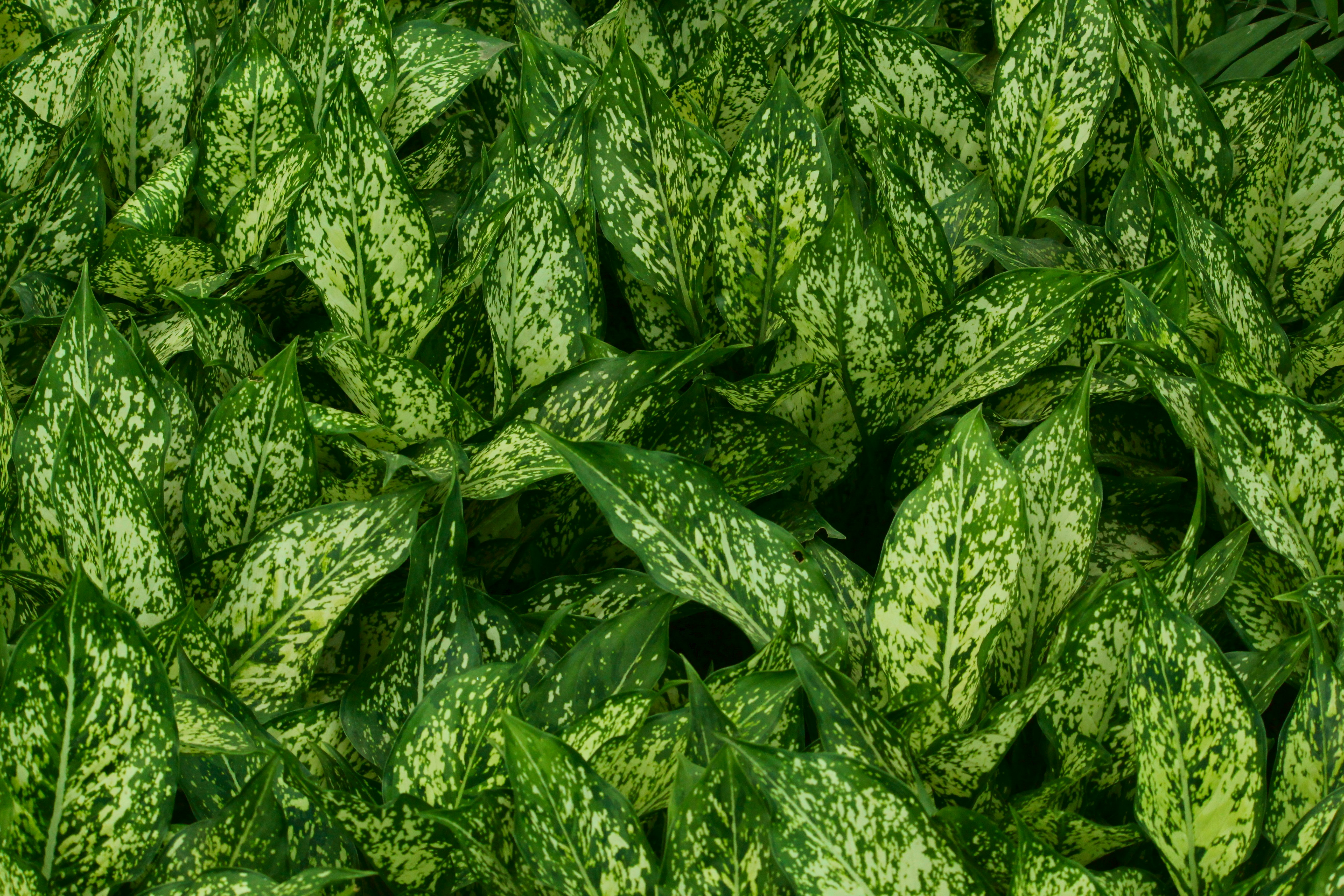 Veined Green Tangle: A Micro-Texture Study of Variegated Leaves