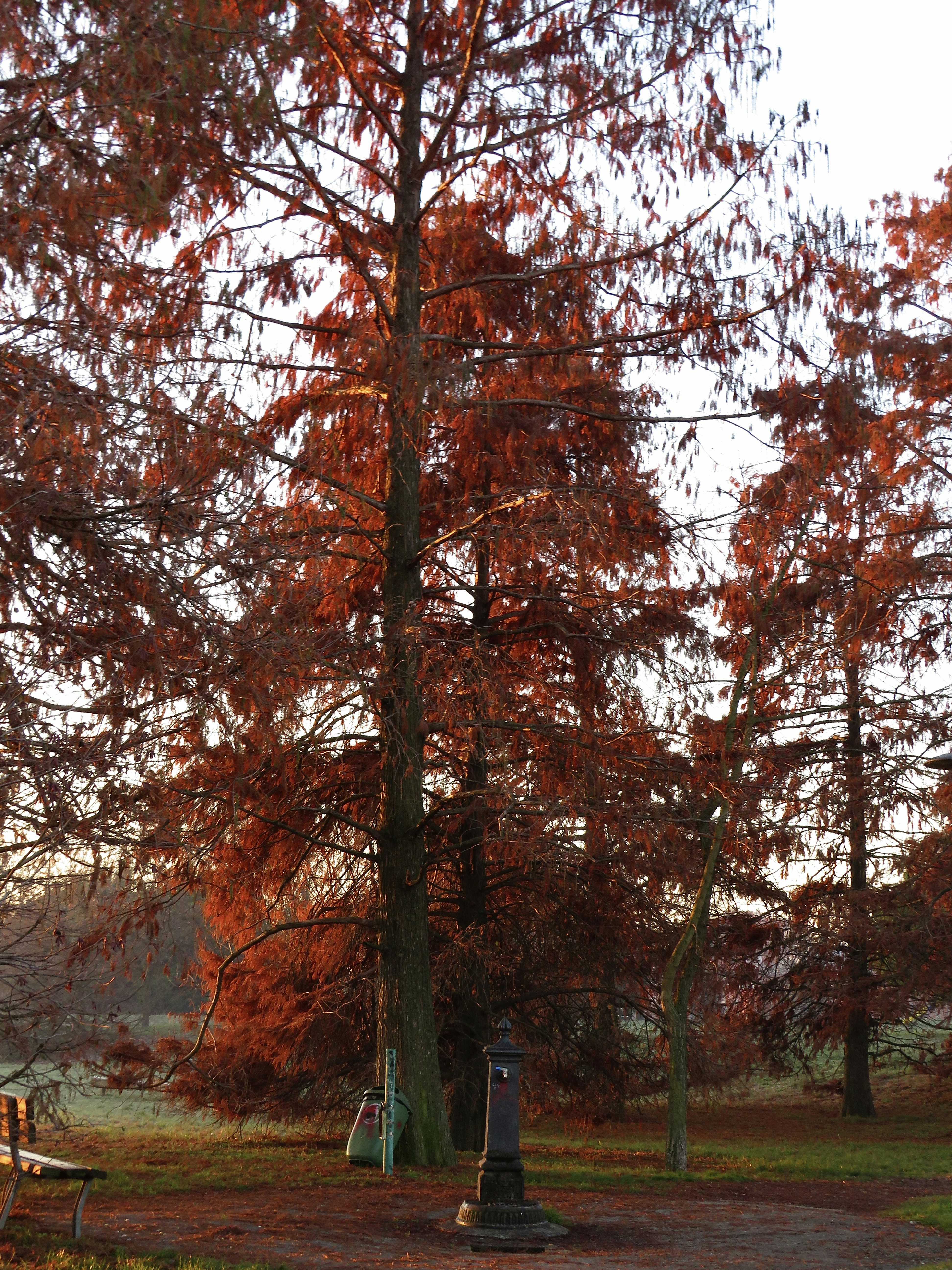 Crimson Canopy Over a Quiet Park Path