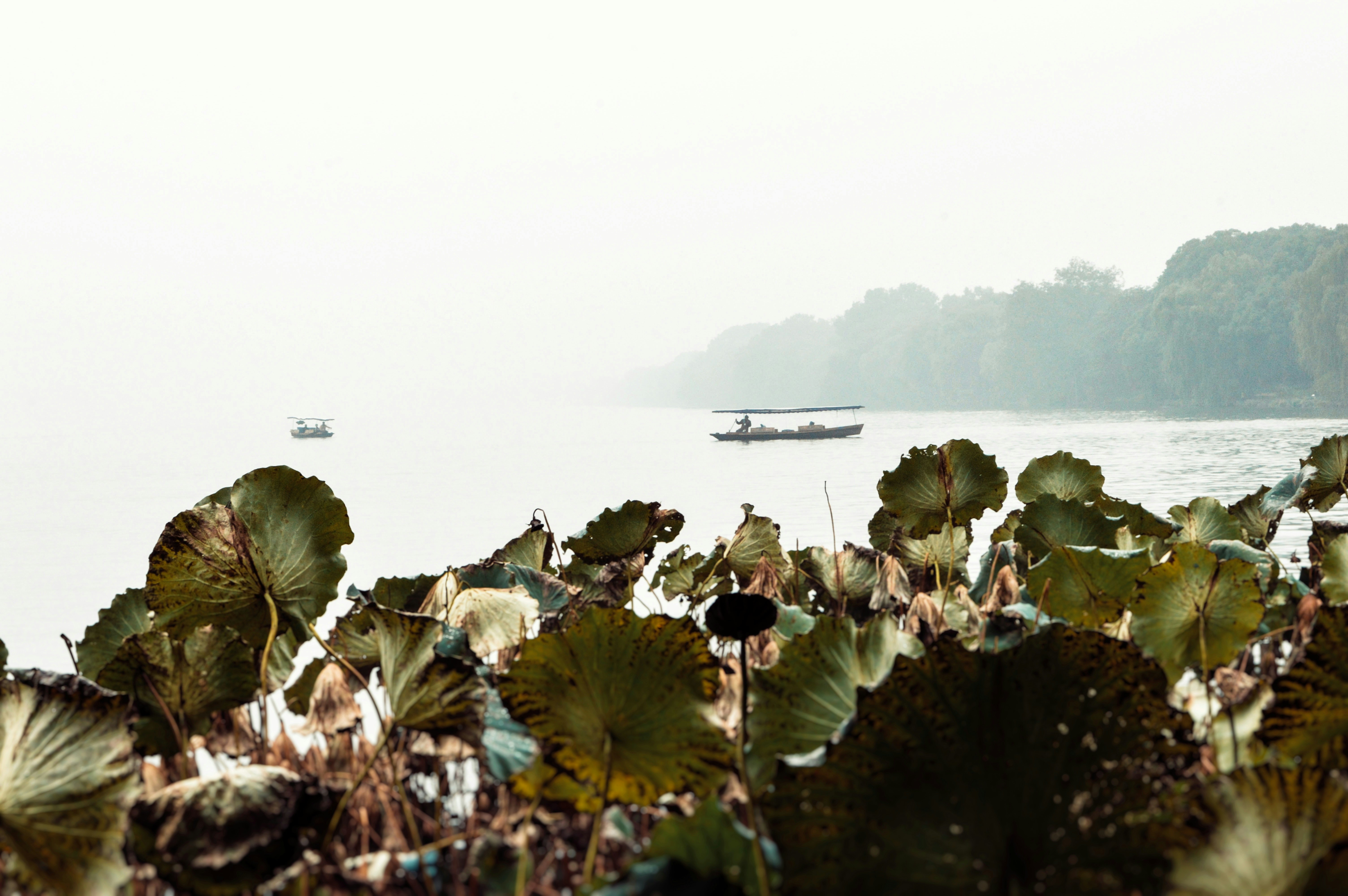 Mist at the Horizon: Two Boats on a Quiet Lake Framed by Lotus Leaves