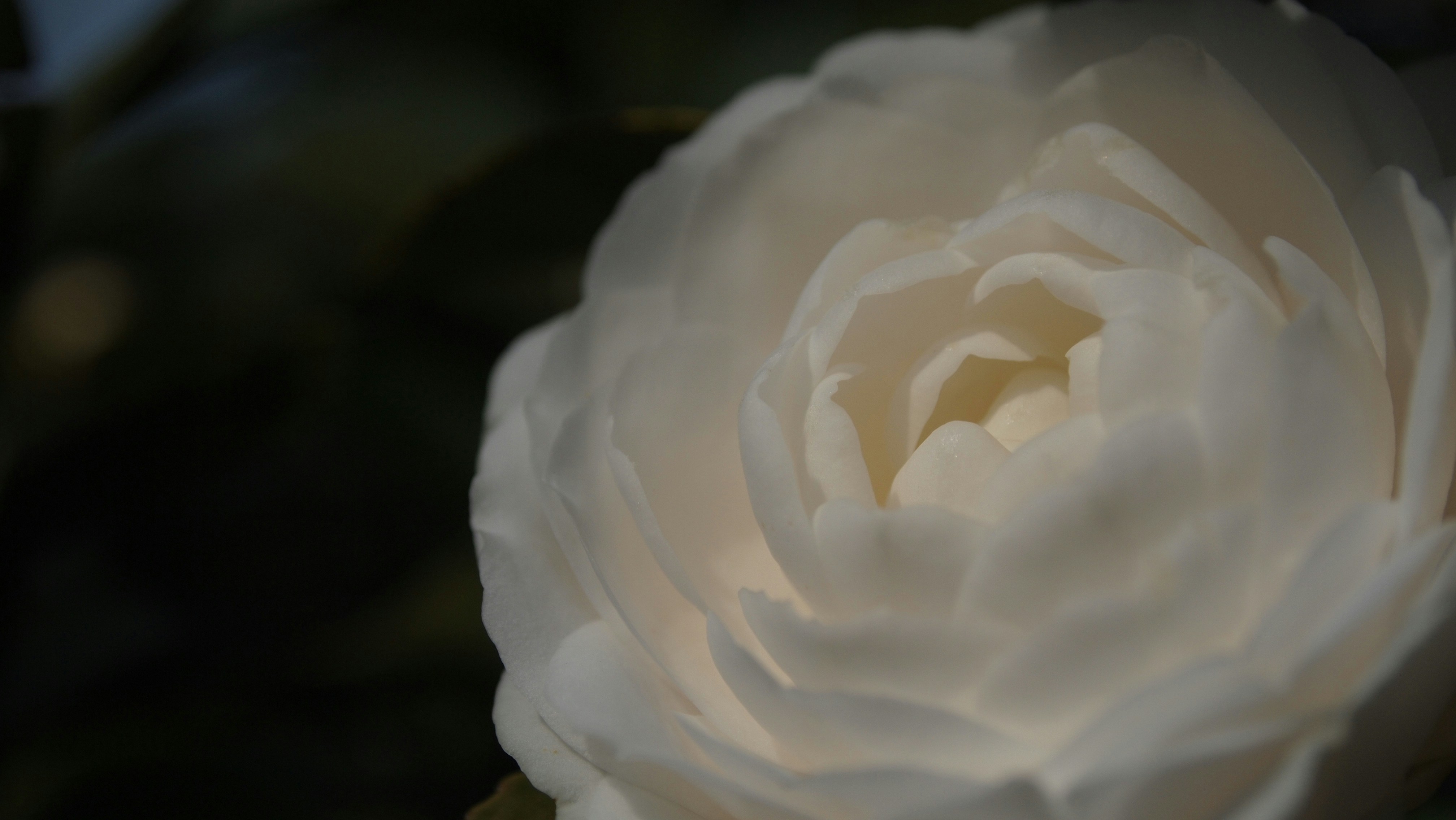 Close-up of a white rose with soft illumination, showcasing the delicate petals and intricate details against a blurred background.