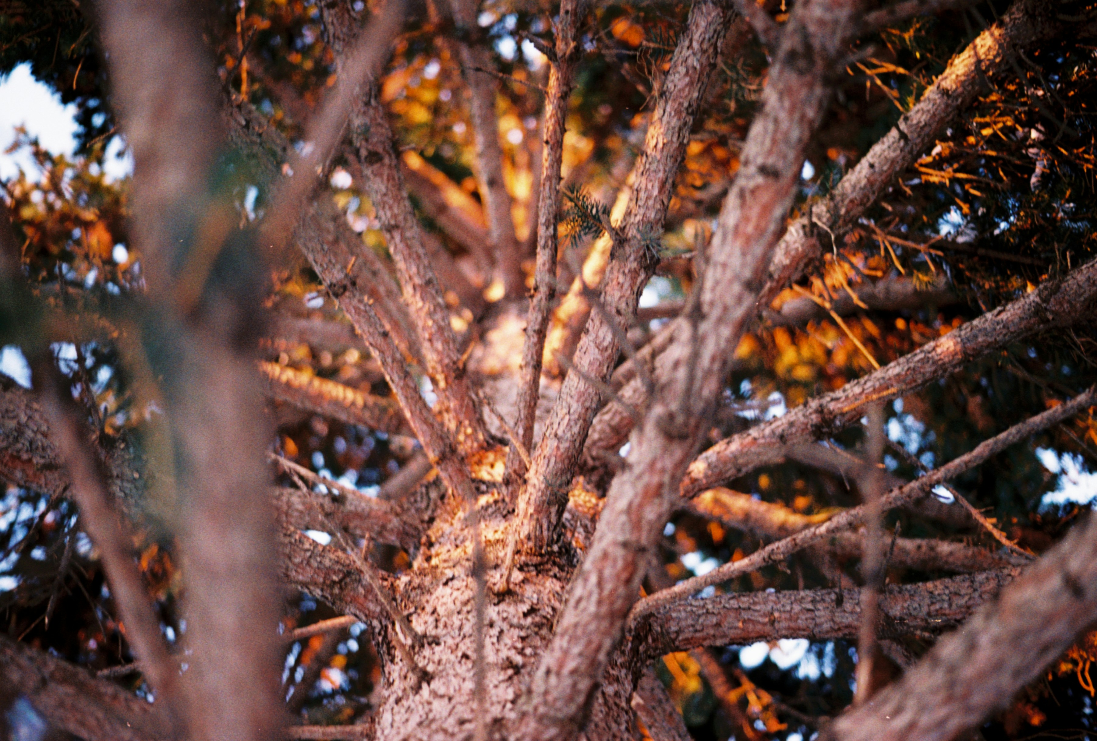 A close up of a tree with lots of branches photo – Free Oakville Image ...