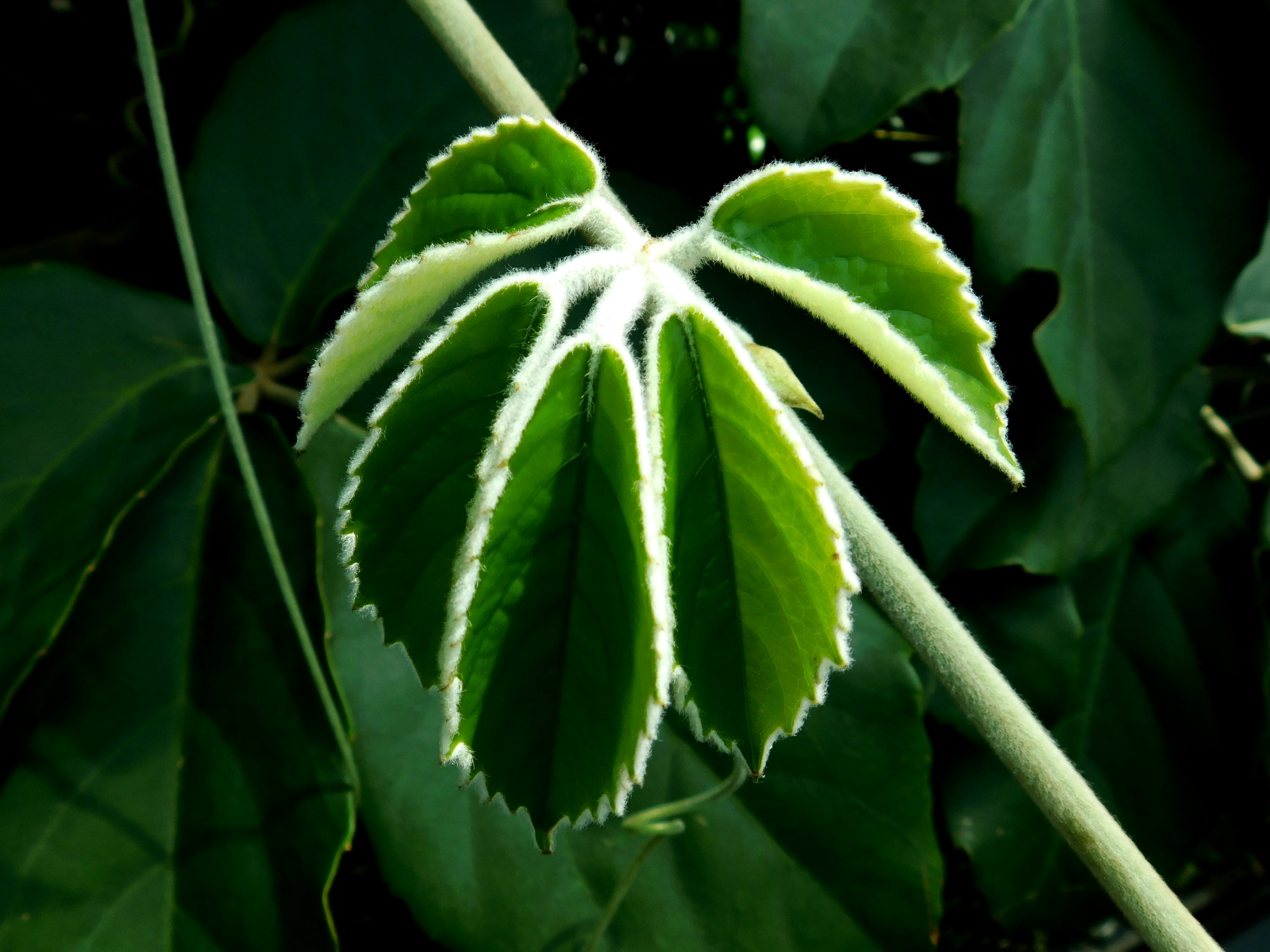 a close up of a green leaf on a plant