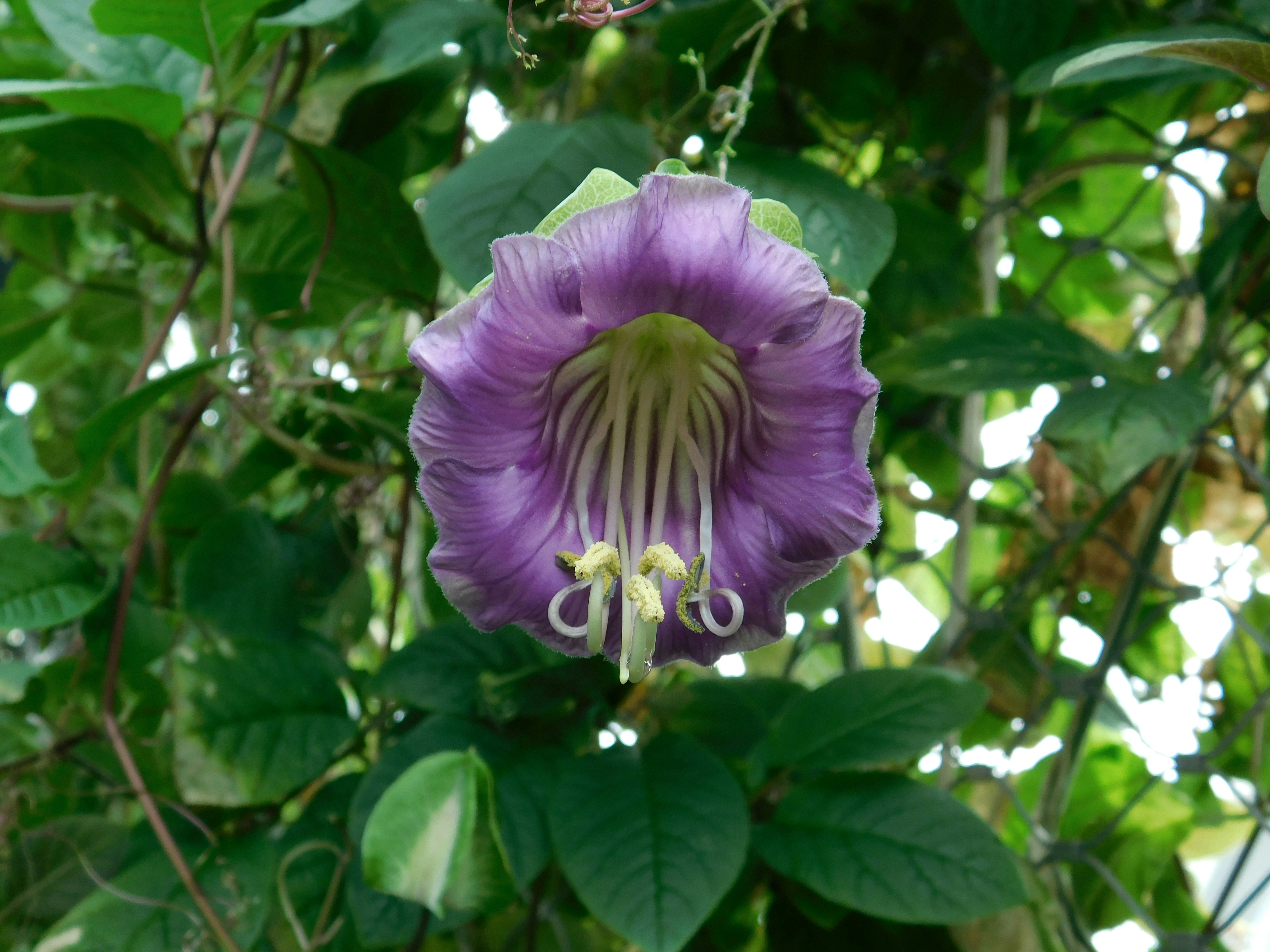 Purple trumpet bloom centered amid green tendrils