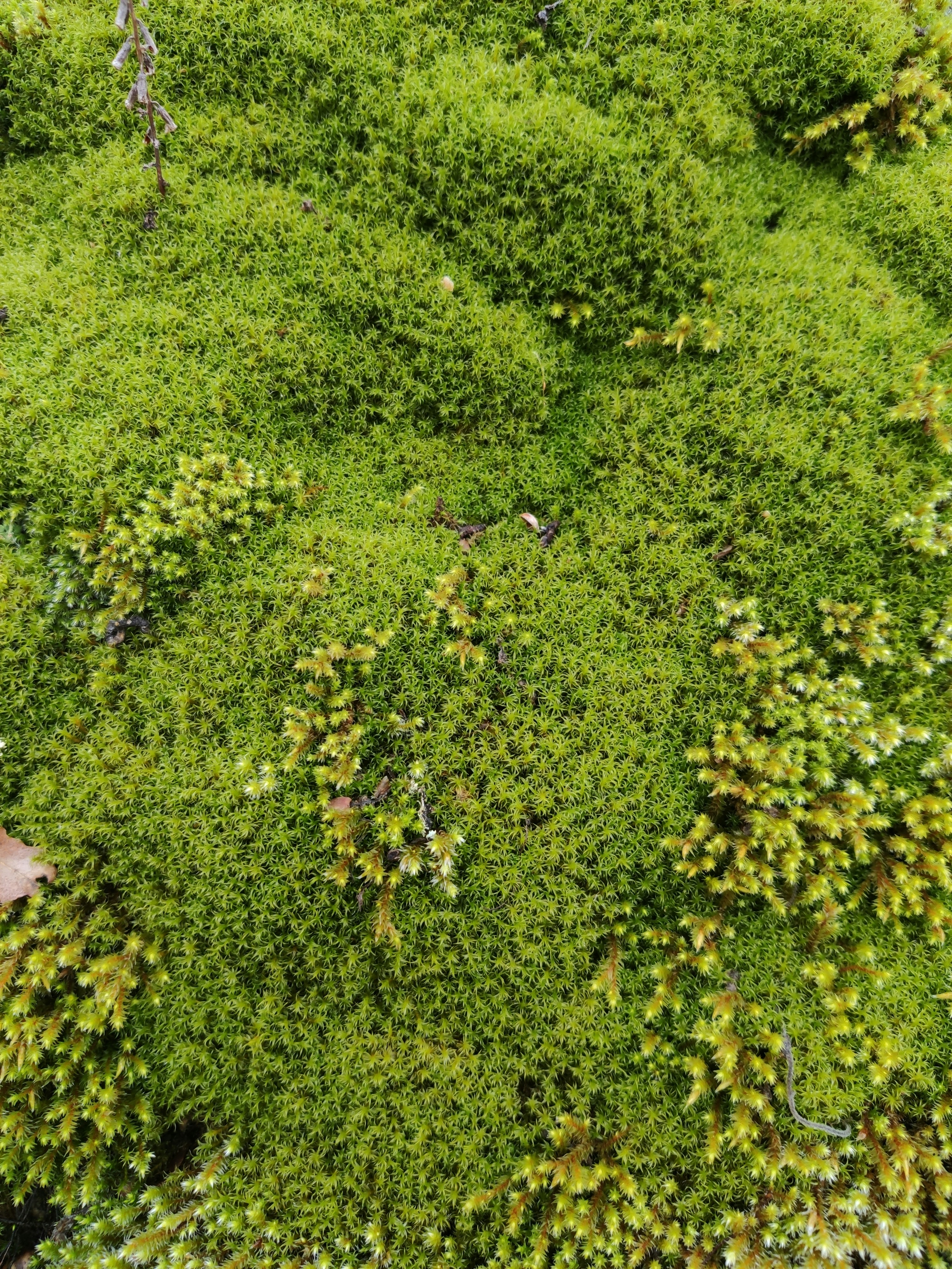 A patch of green moss growing on the side of a road photo – Free Moss ...