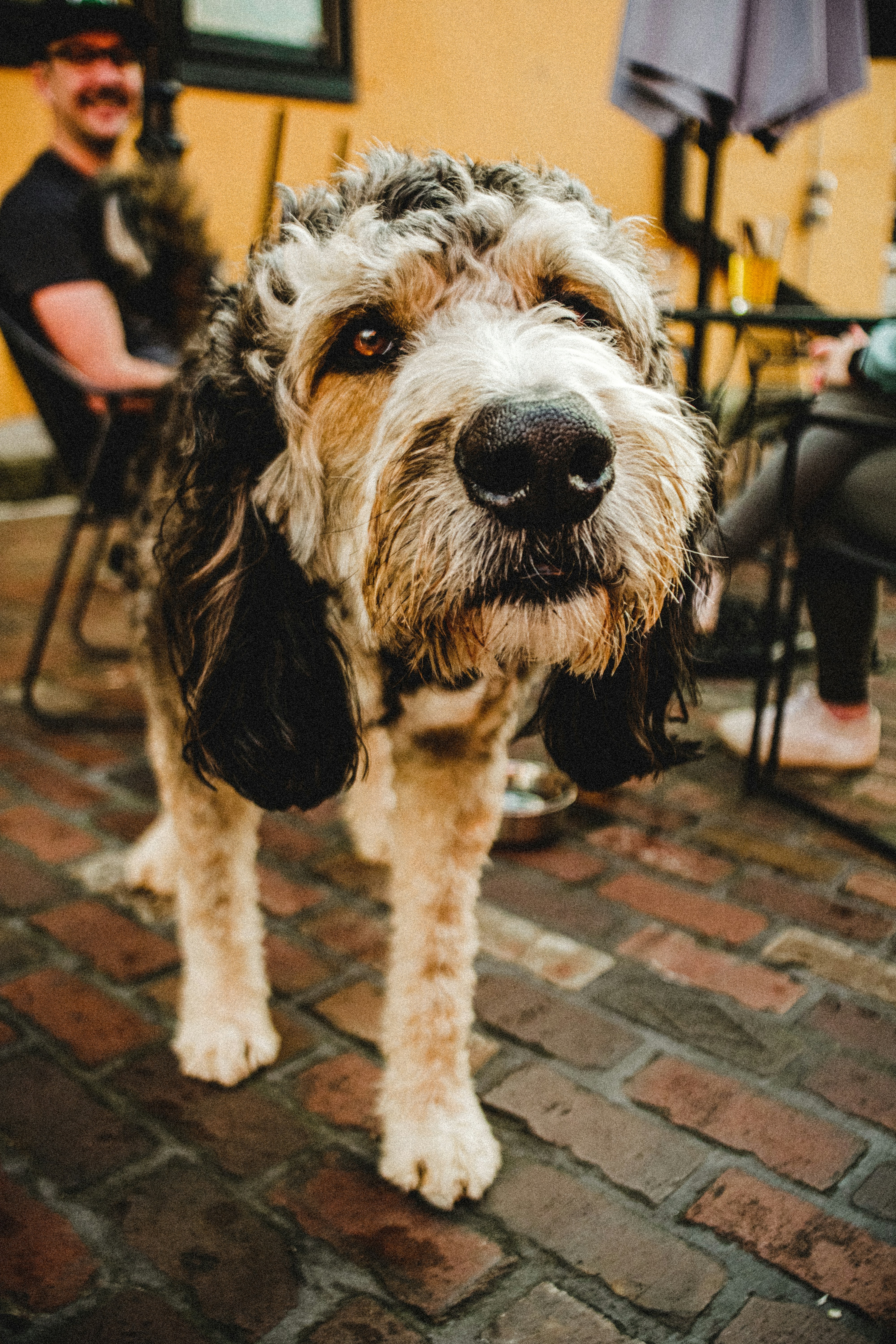 Curious Baritone: A Gentle Giant's Stroll Through Cobblestones