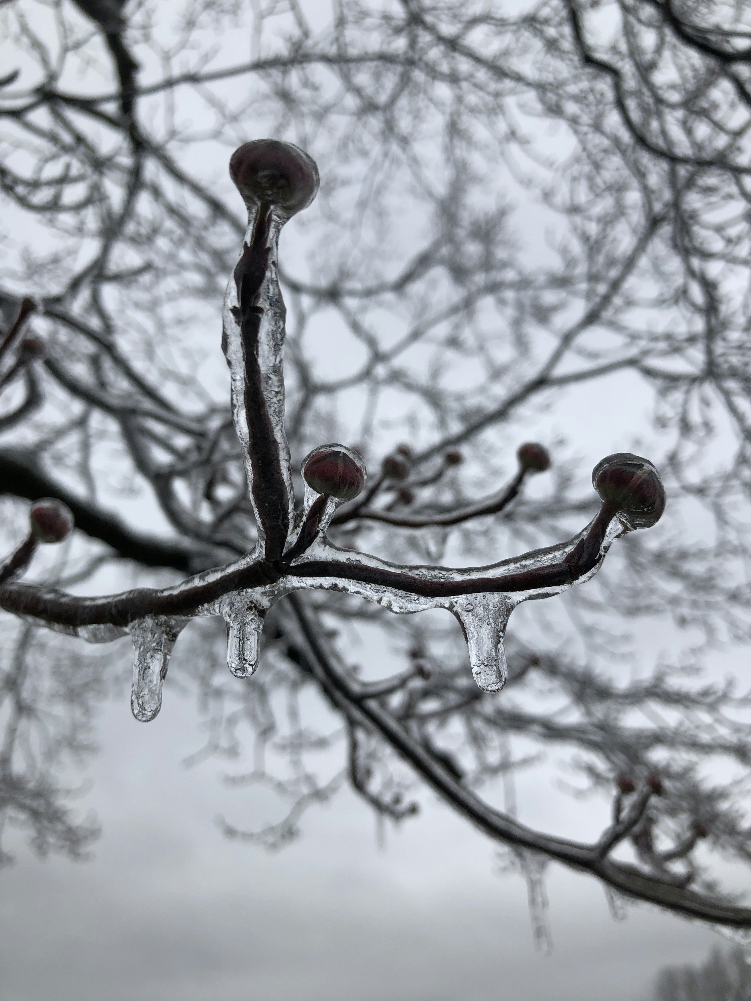Icicles hang from a delicate tree branch, highlighting the intricate beauty of winter's grip on nature. The muted gray sky serves as a backdrop to this serene scene.
