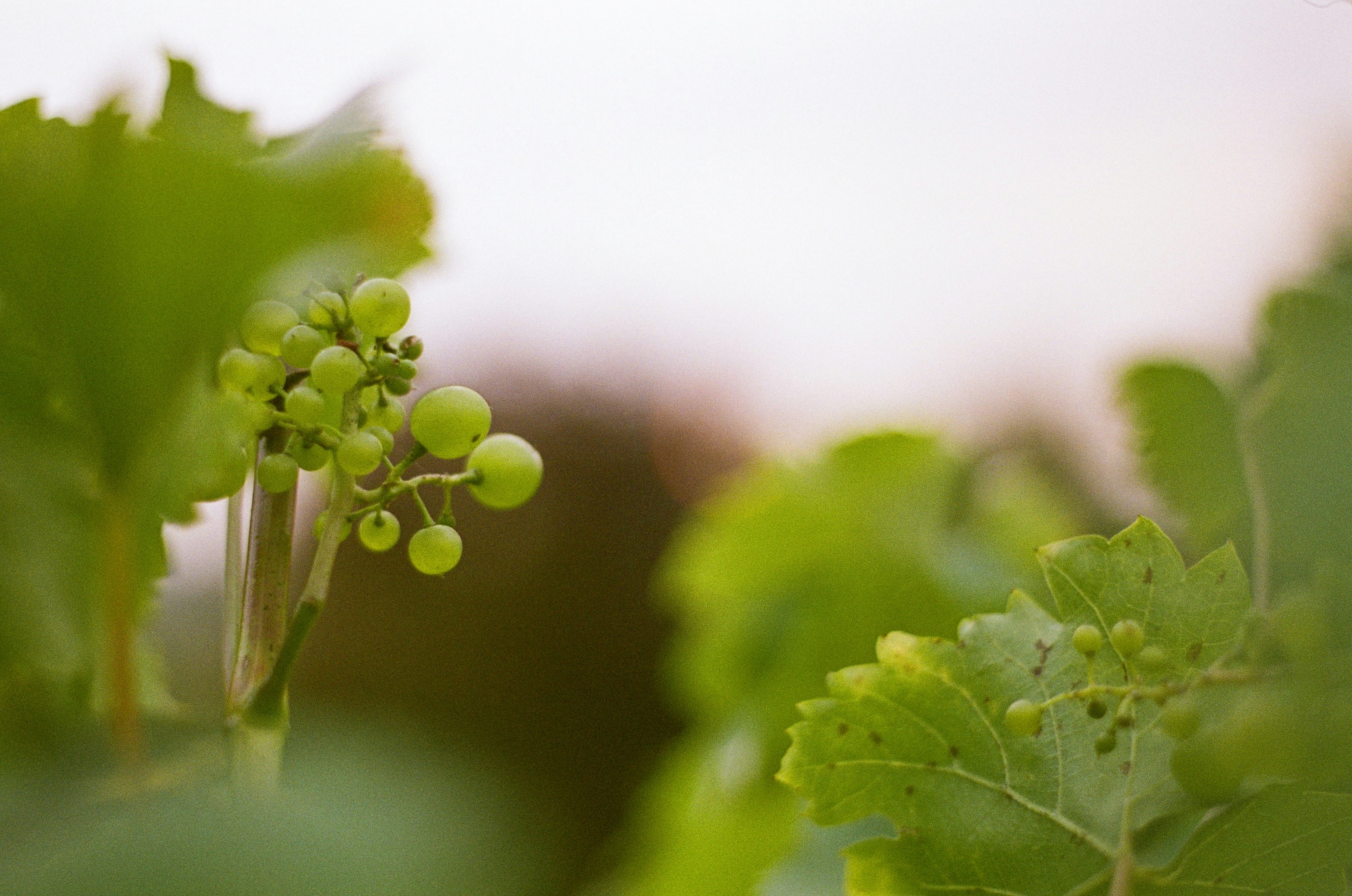 Early Morning Vineyard Vignette