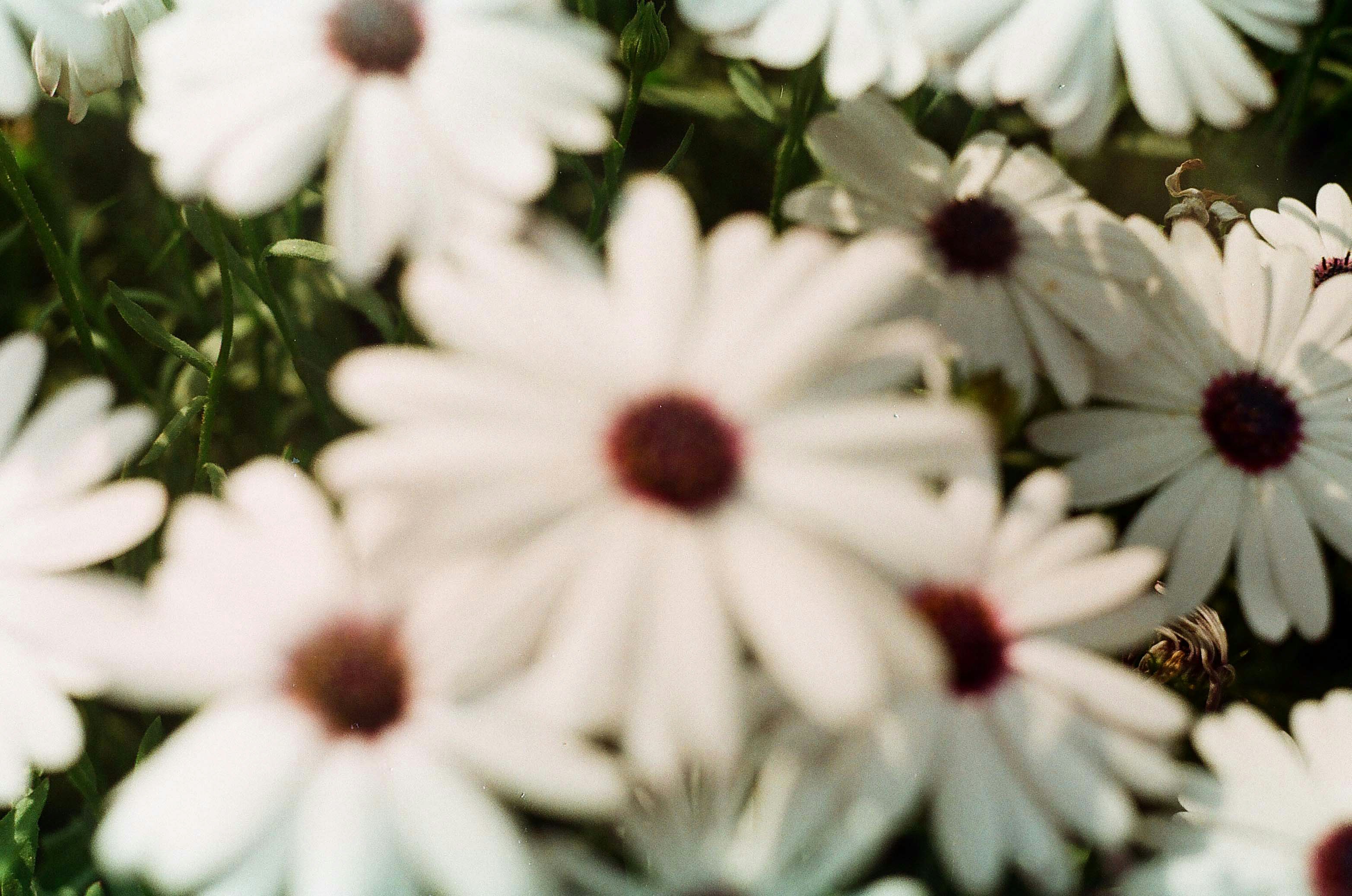 A bunch of white flowers that are in a vase photo – Free Expired Image ...