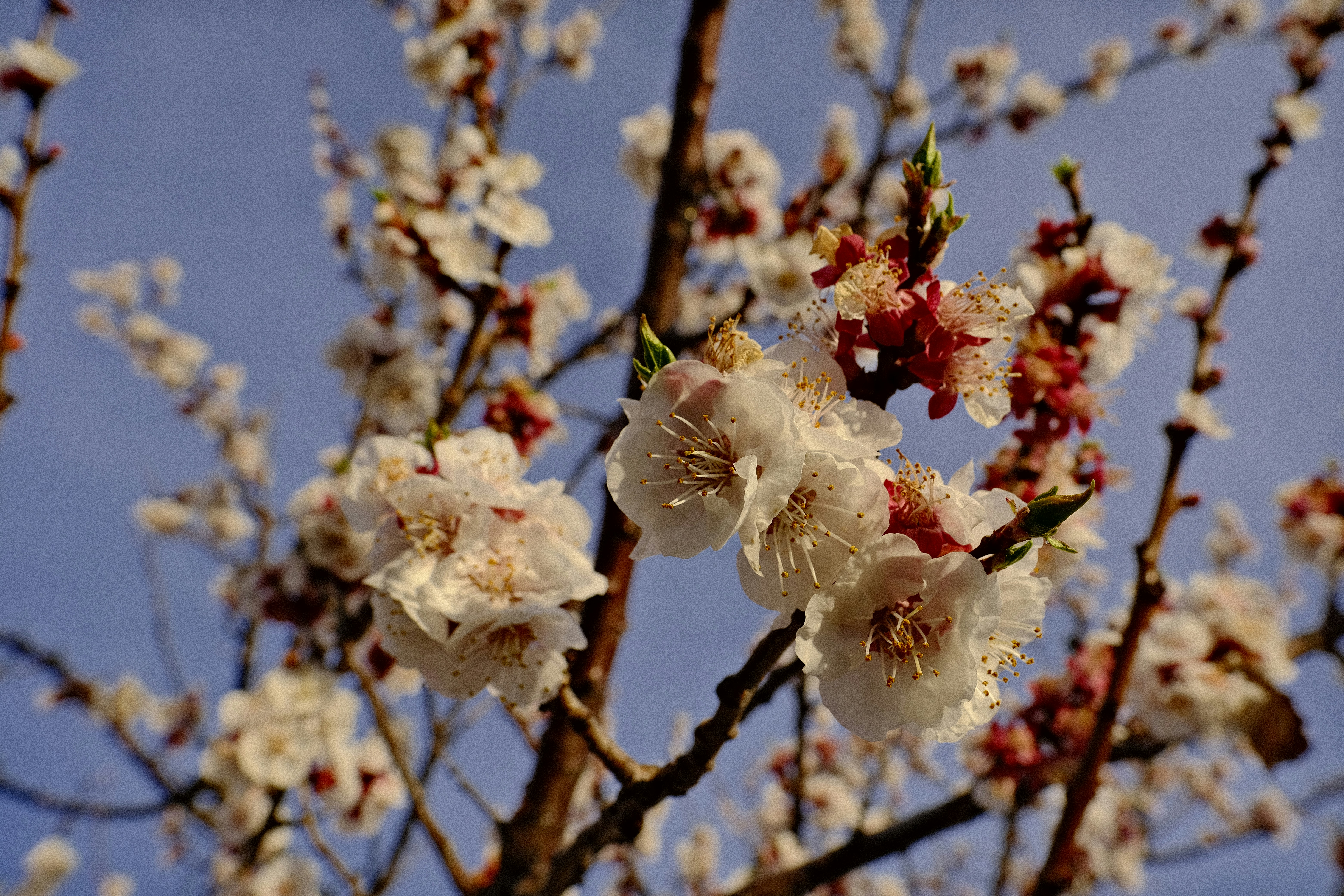 A tree with white and red flowers on it photo – Free Flower Image on ...