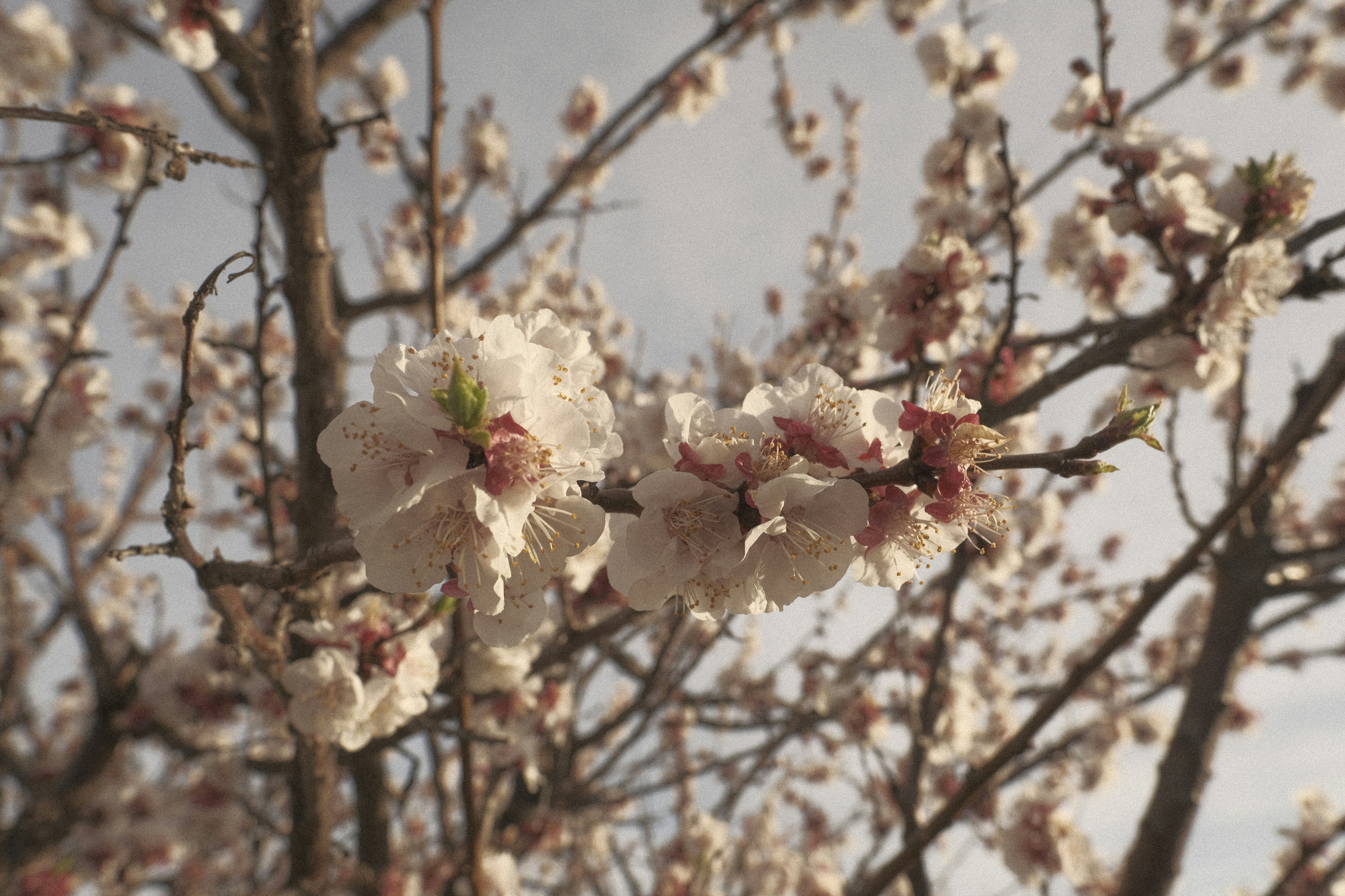 Delicate white blossoms adorn branches against a soft sky, capturing the essence of spring's arrival.