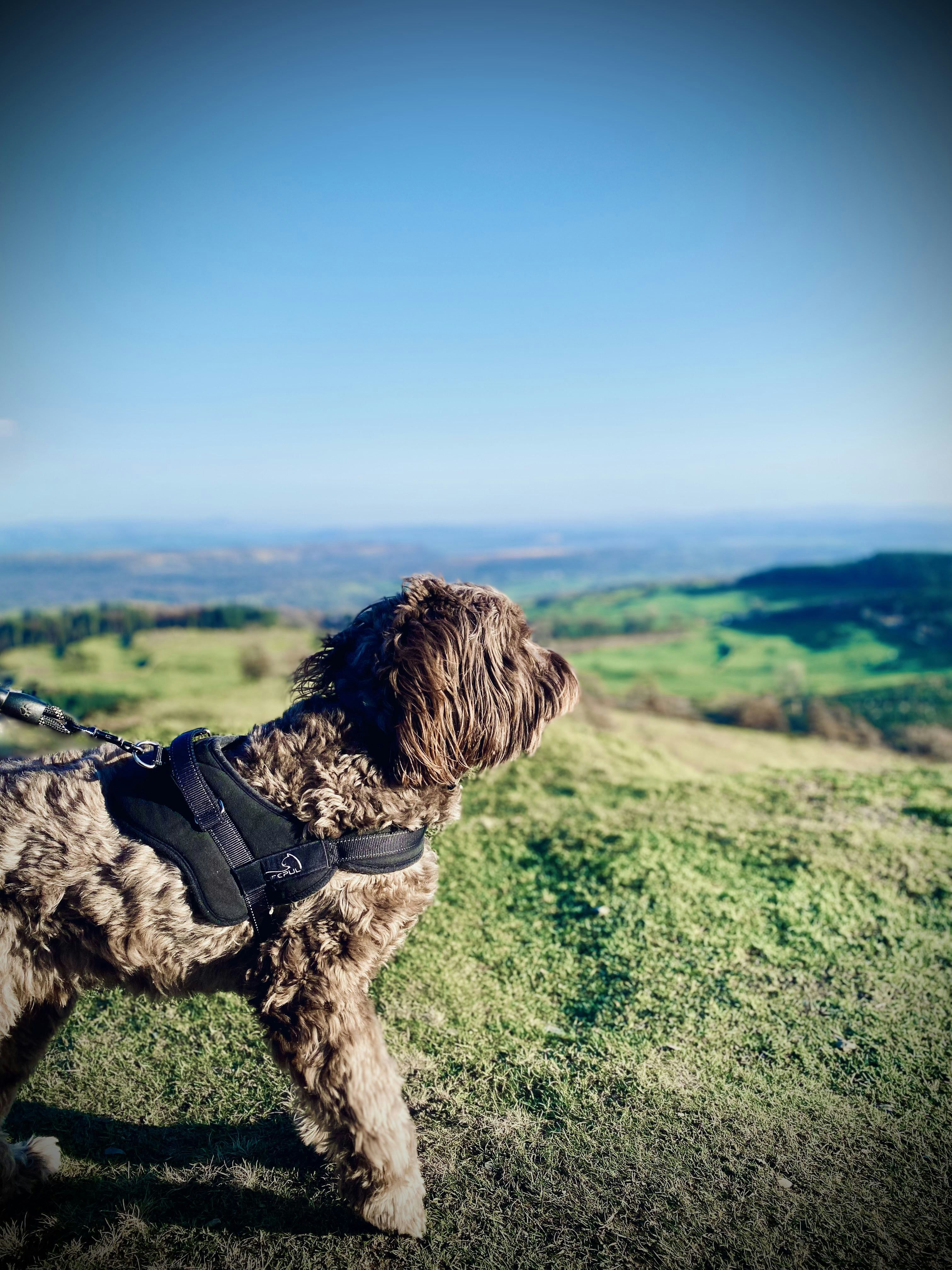 A brown dog standing on top of a lush green hillside photo – Free ...