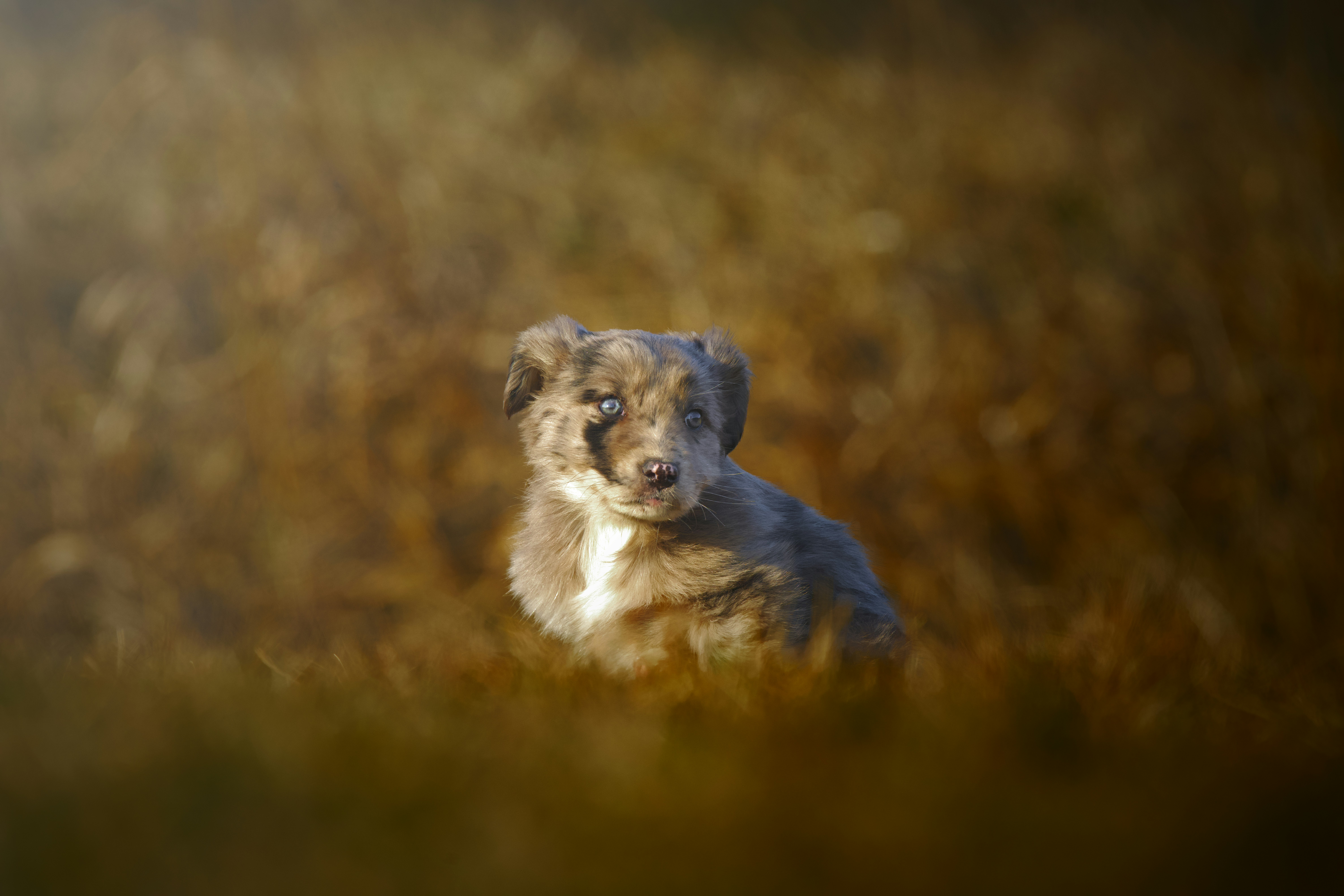 Golden Hour Pup: A Curious Moment Through Amber Grass