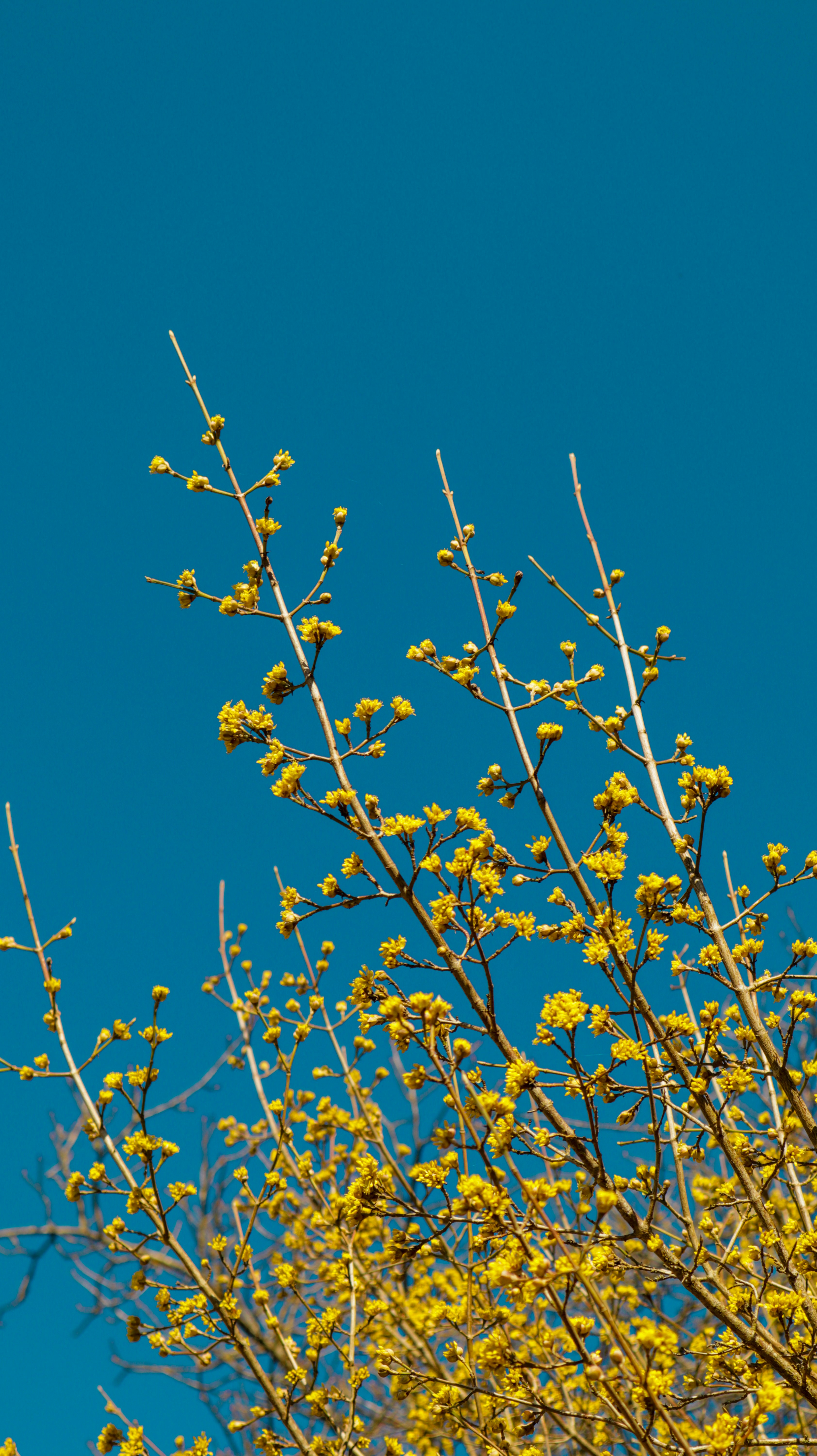 a bird is perched on a tree branch
