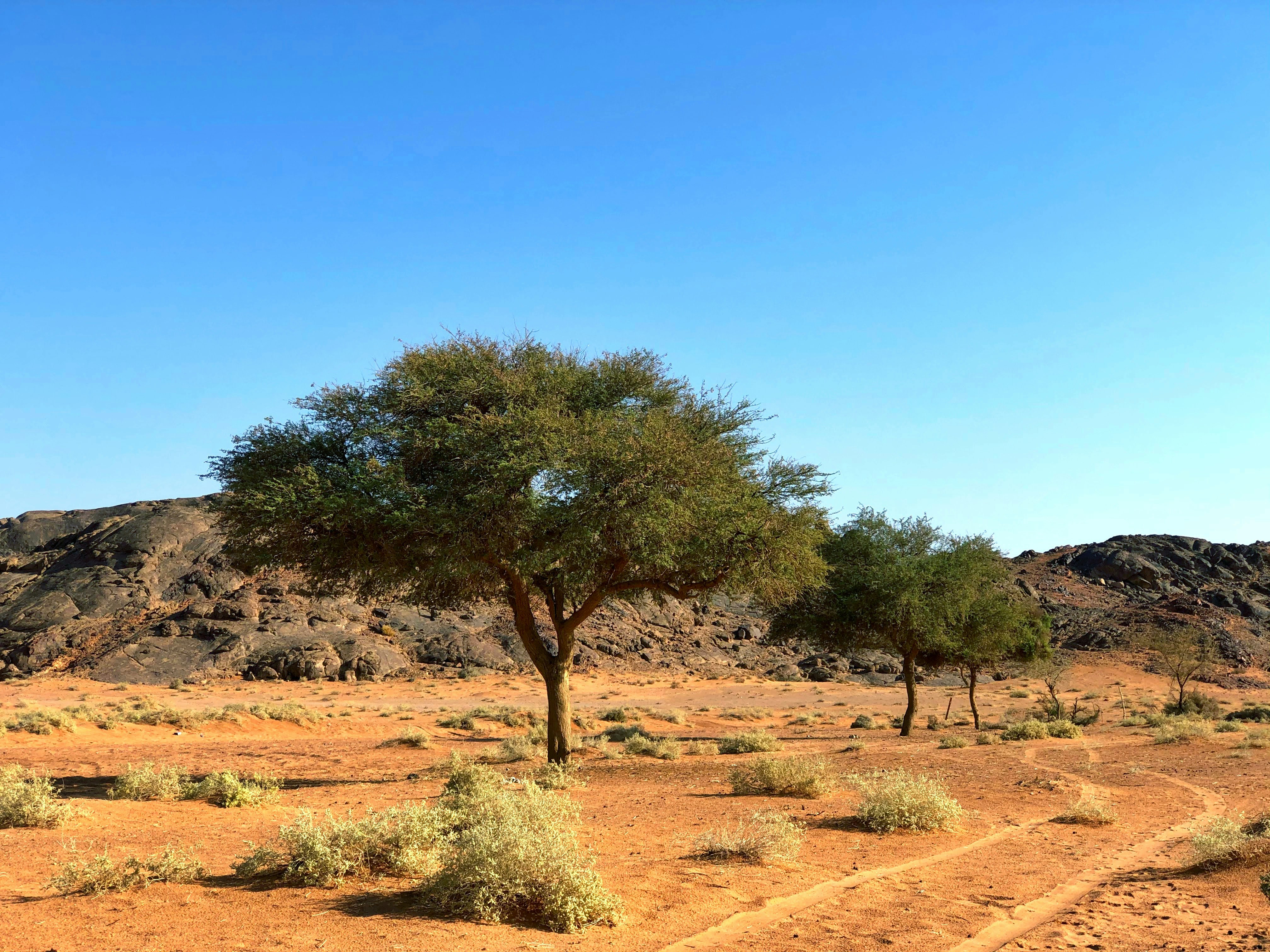Three acacia trees stand resiliently in a vast desert landscape, surrounded by sparse vegetation and rugged terrain.