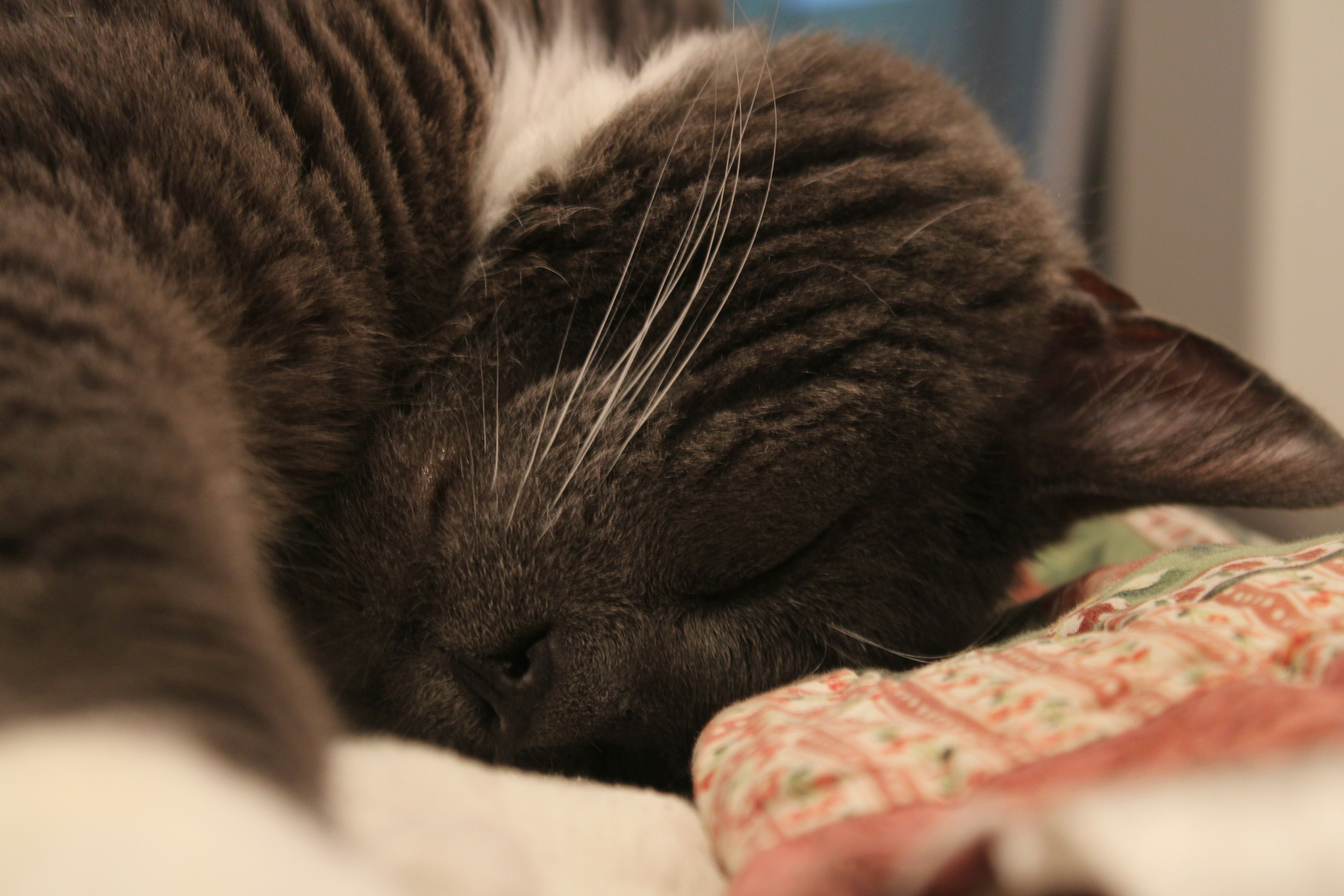 Whiskered Dreams: A Feline's Tranquil Slumber