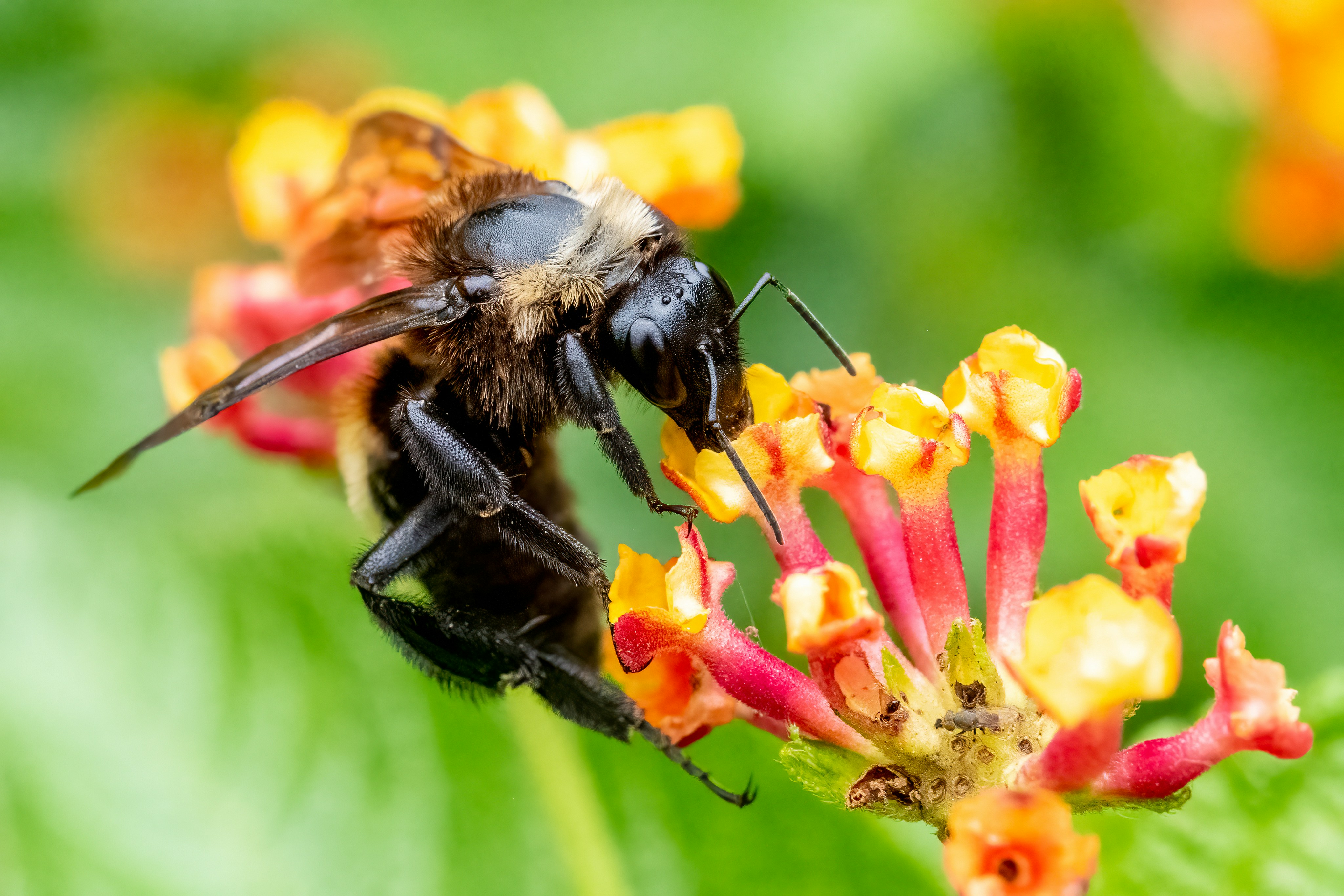 Nature's Pollinator: A Close Encounter