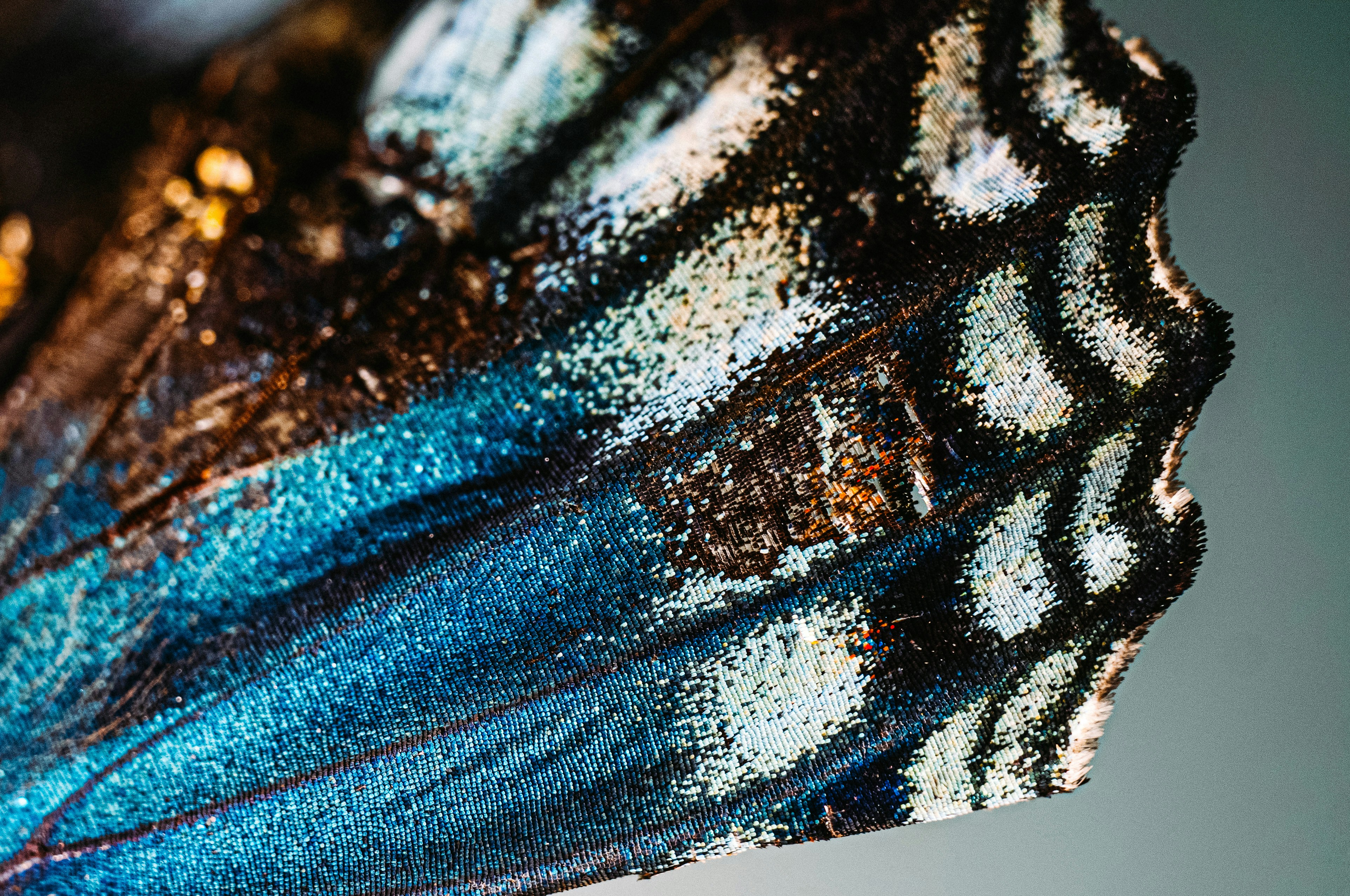 A close up of a blue and black butterfly wing photo – Free Crystal Image on Unsplash