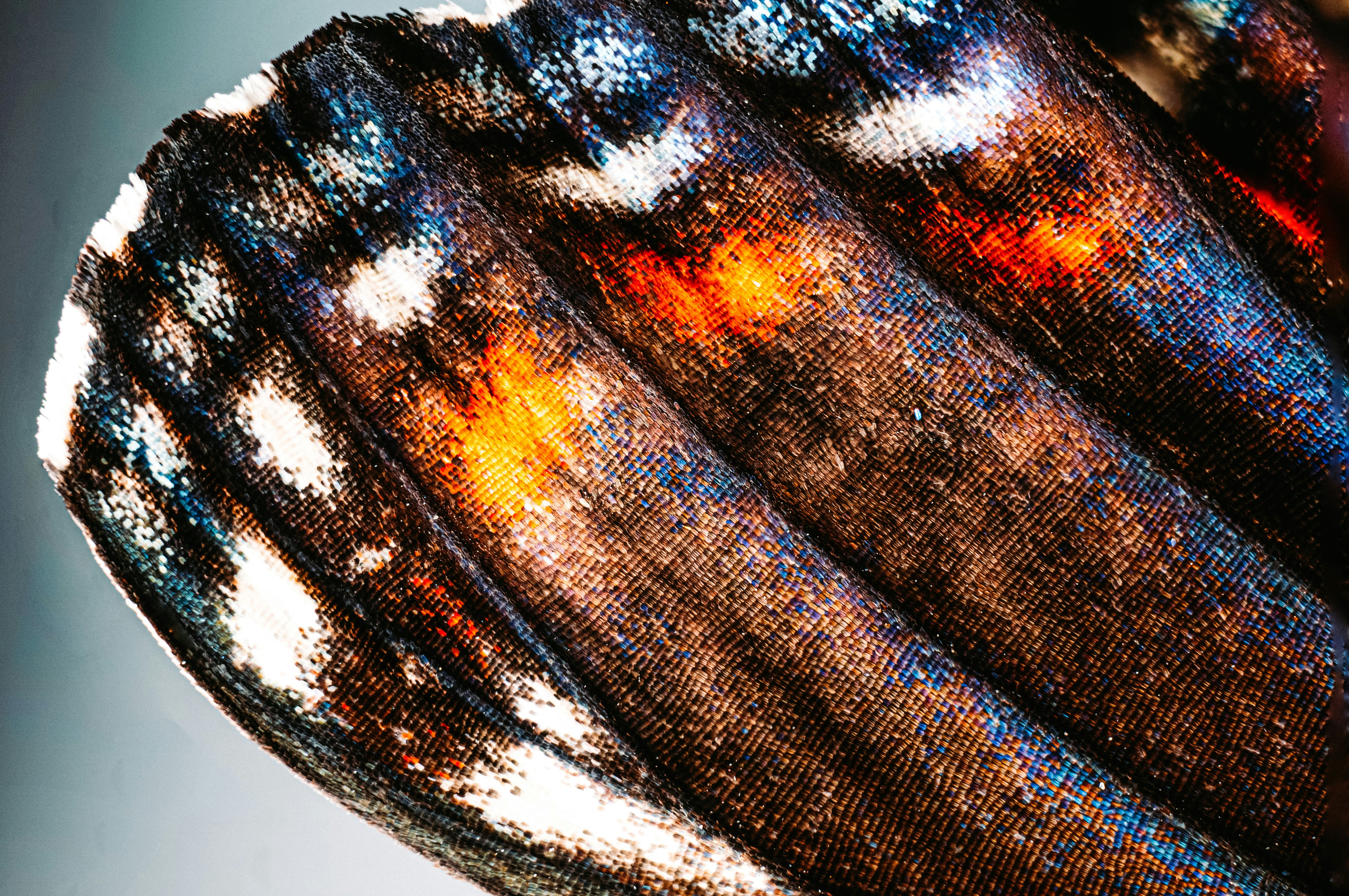 Colorful Wingmaster: Abstract Butterfly Texture Upscaled
