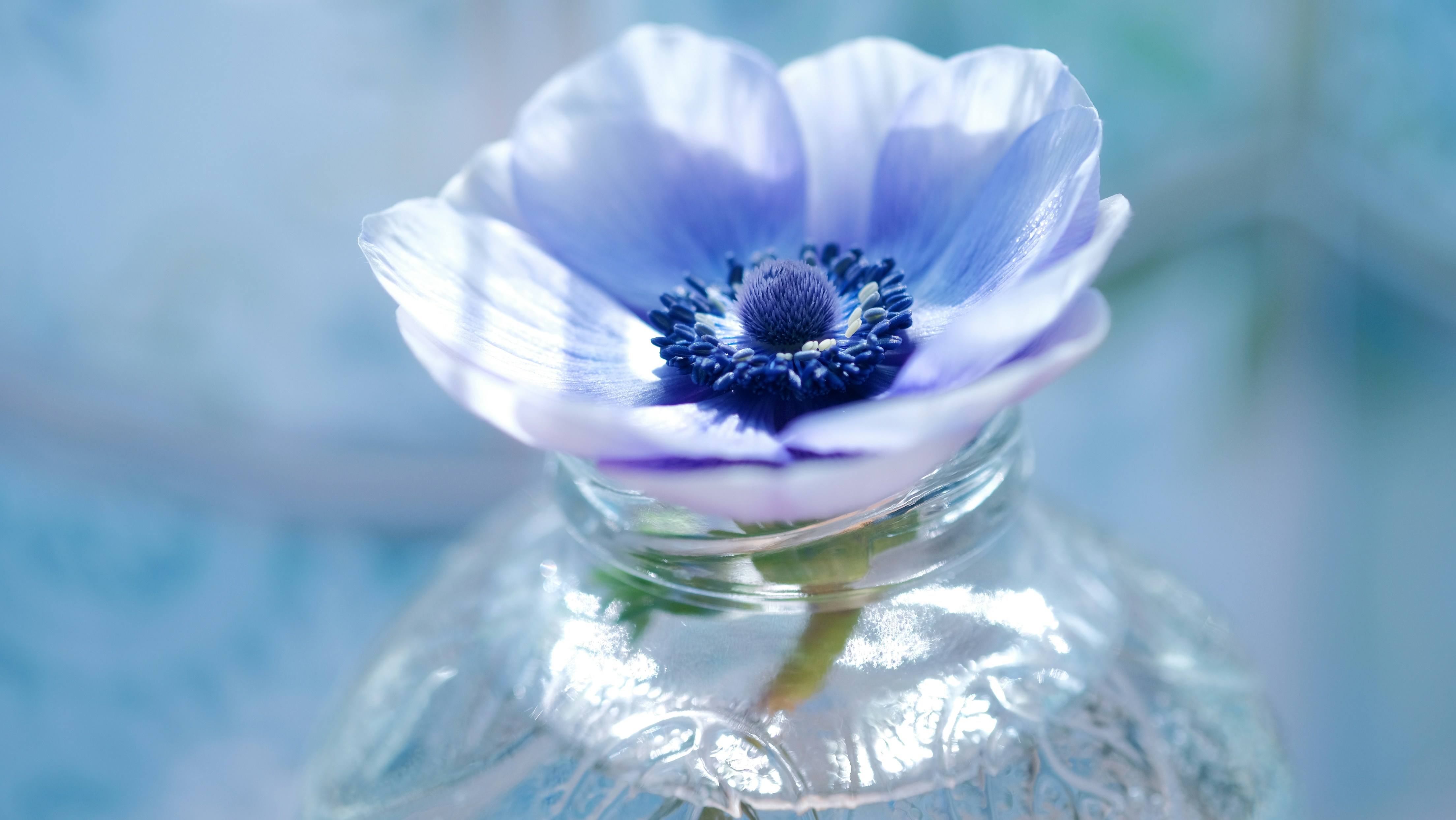 Delicate purple flower resting in a glass vase, surrounded by soft blue hues. The intricate details of the petals and the glass create a serene atmosphere.