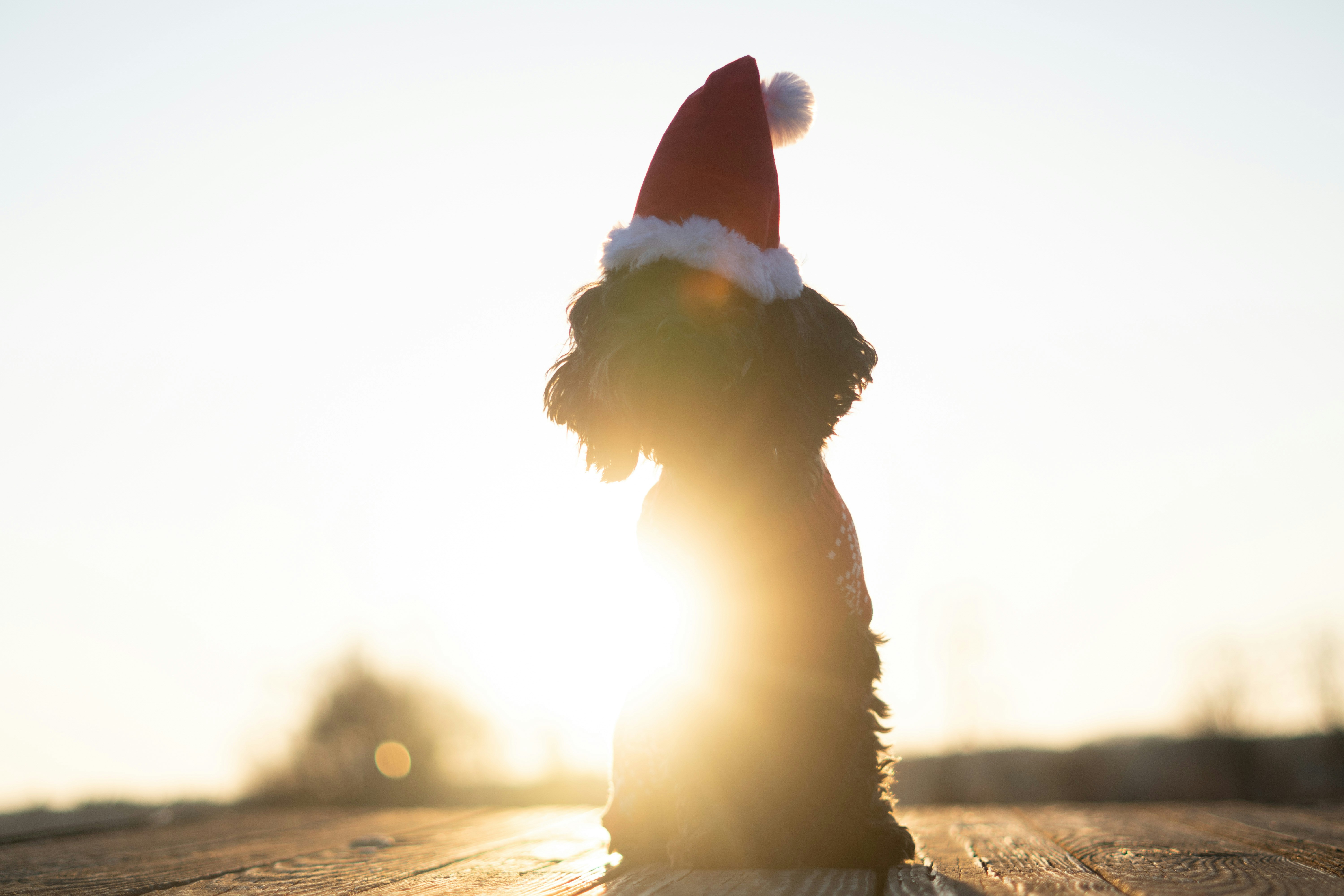 Golden Hour Posed Pup: Santa Hat Silhouette on a Sunny Deck