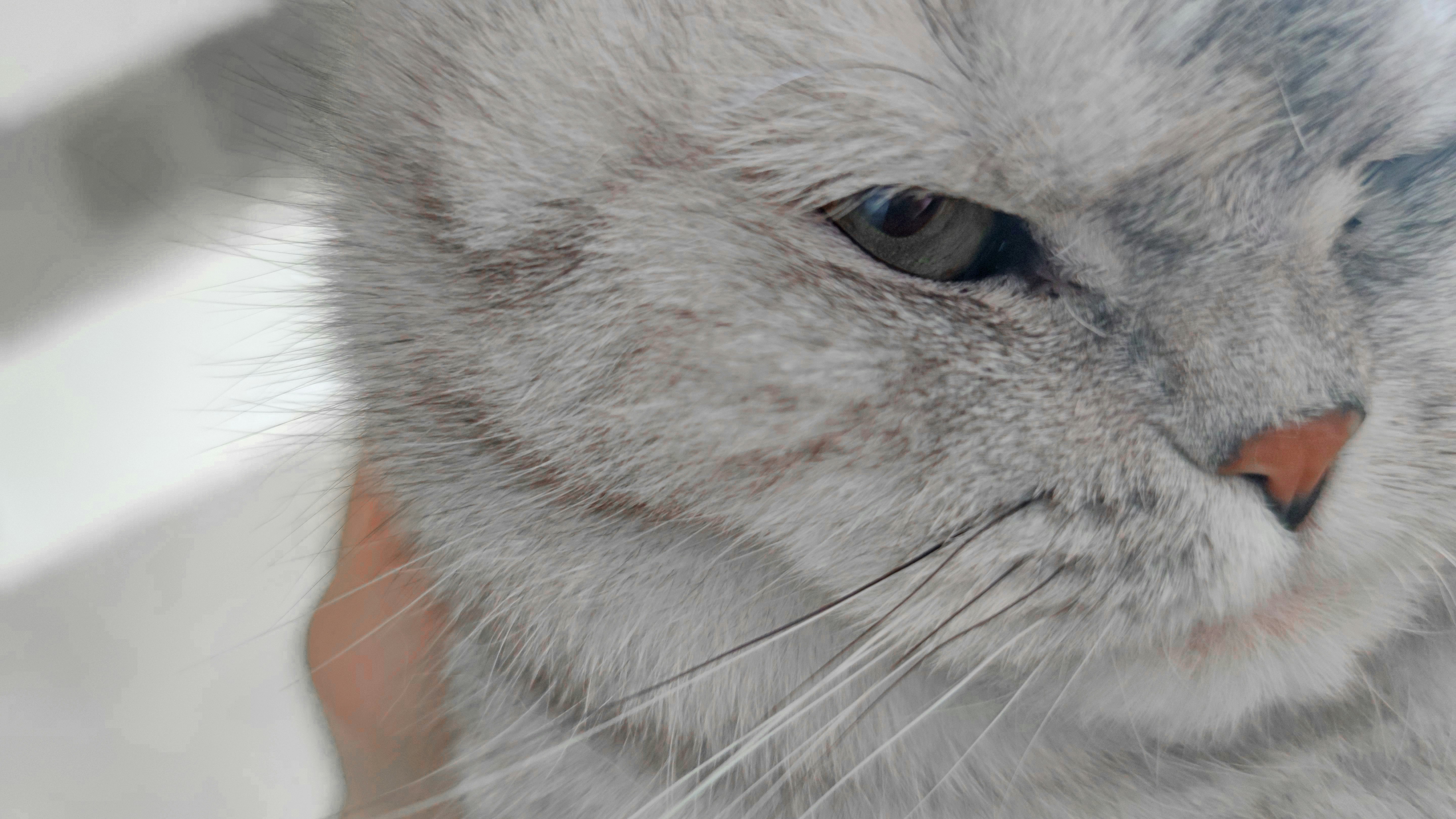 Close-up photograph of a gray cat, highlighting its eye and whiskers with a softly blurred background. The shot emphasizes texture and quiet mood.