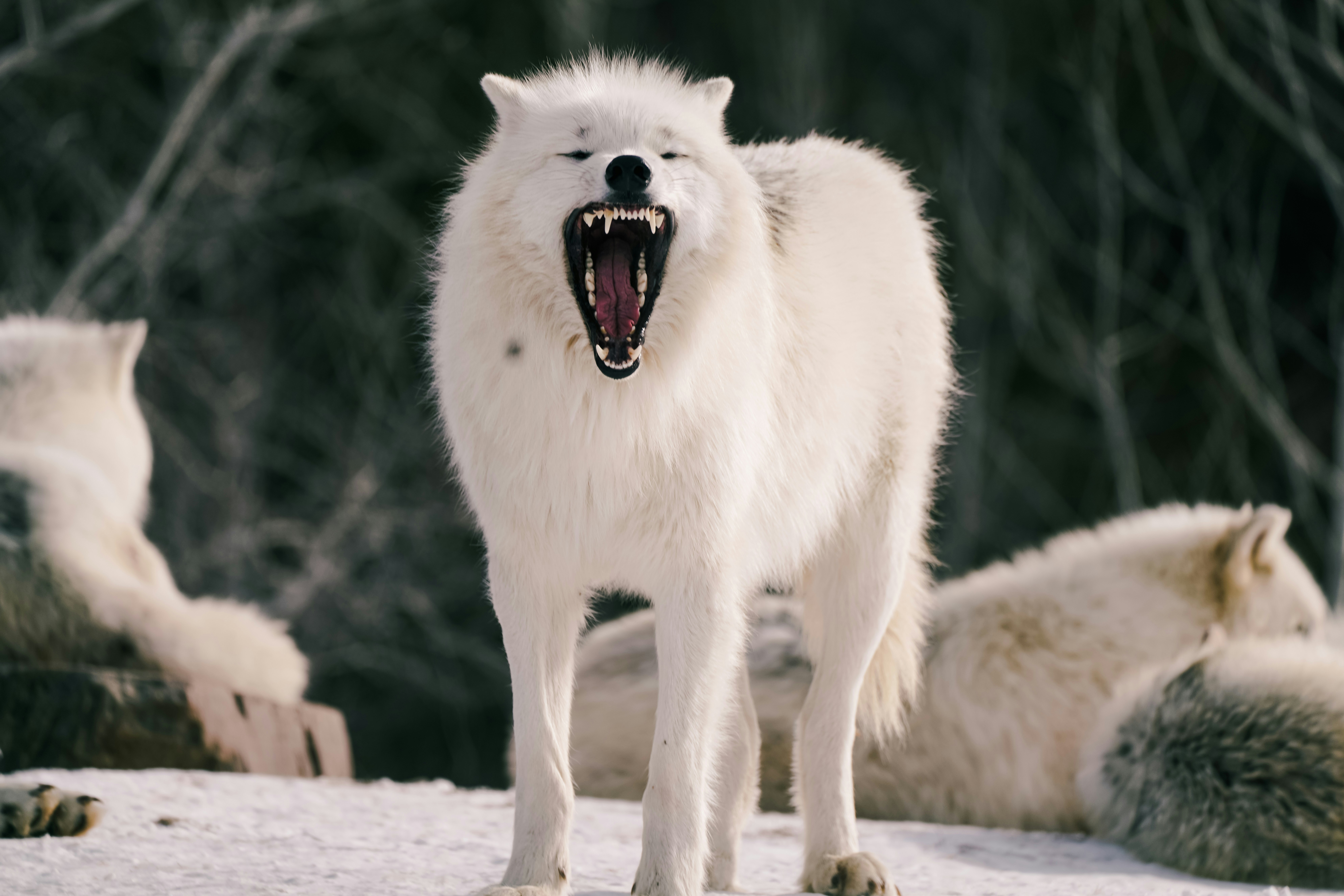 White Wolf Growl