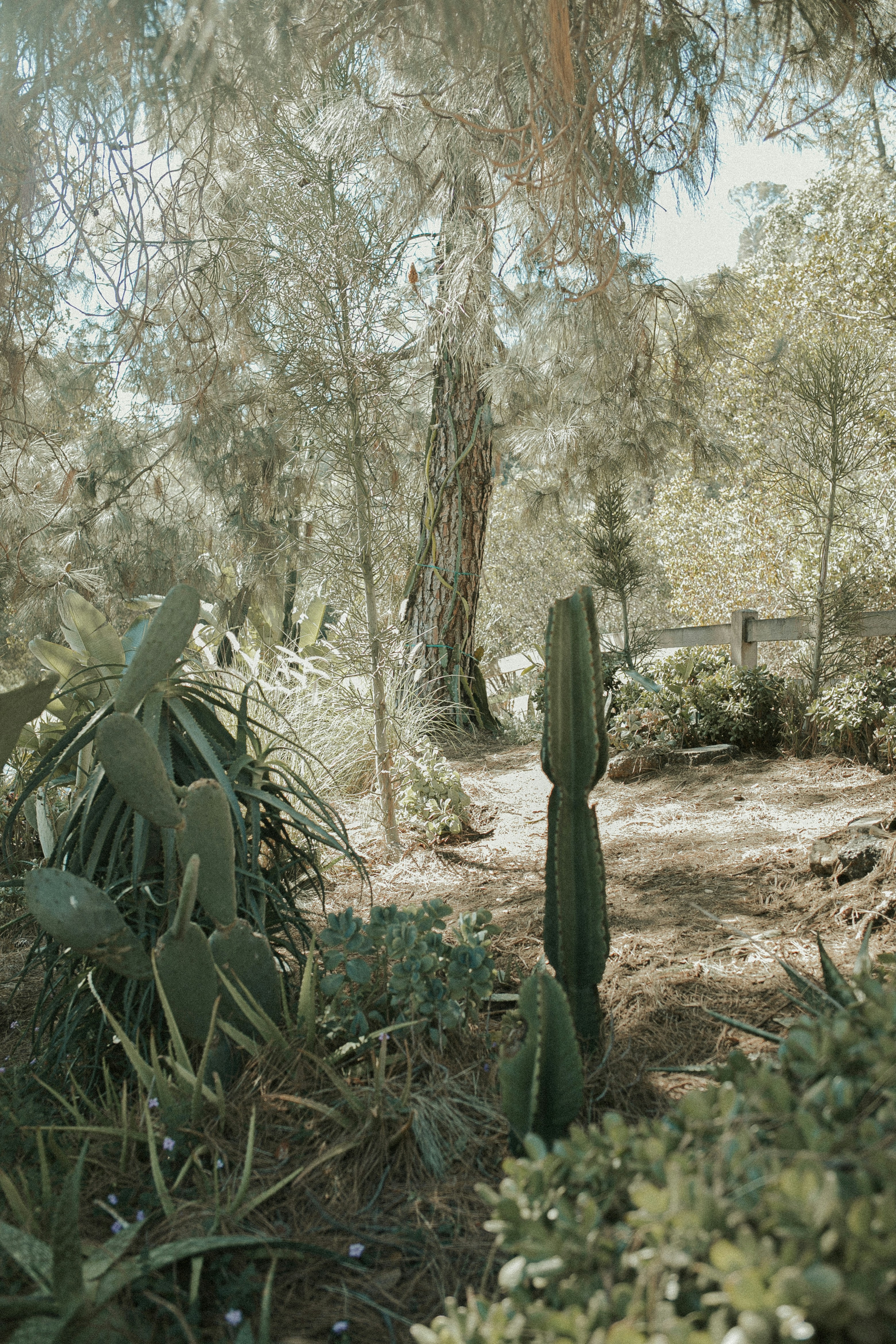 a large cactus in the middle of a forest