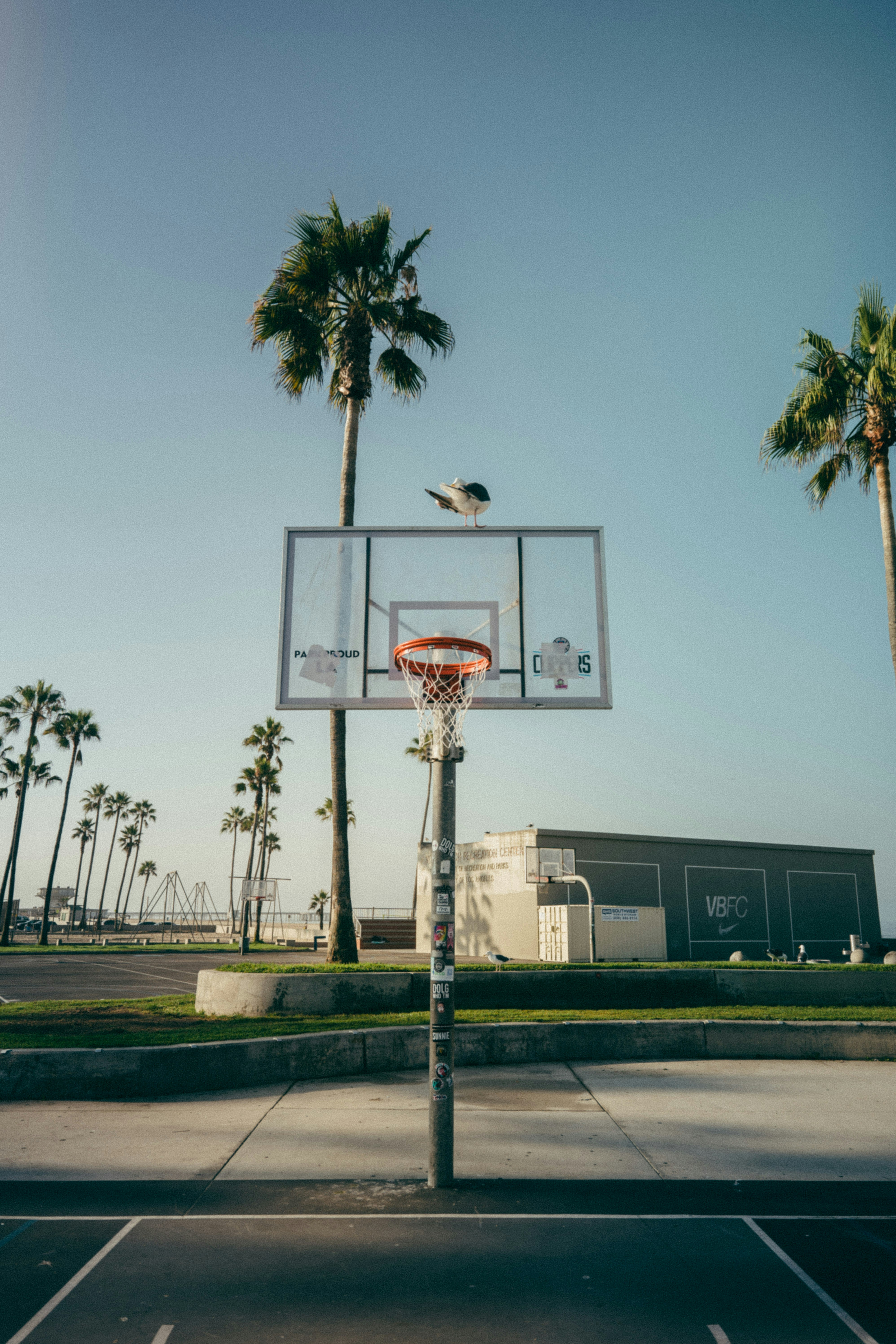 A seagull perched atop a basketball hoop surrounded by palm trees and a clear sky, highlighting an unexpected intersection of nature and urban life.