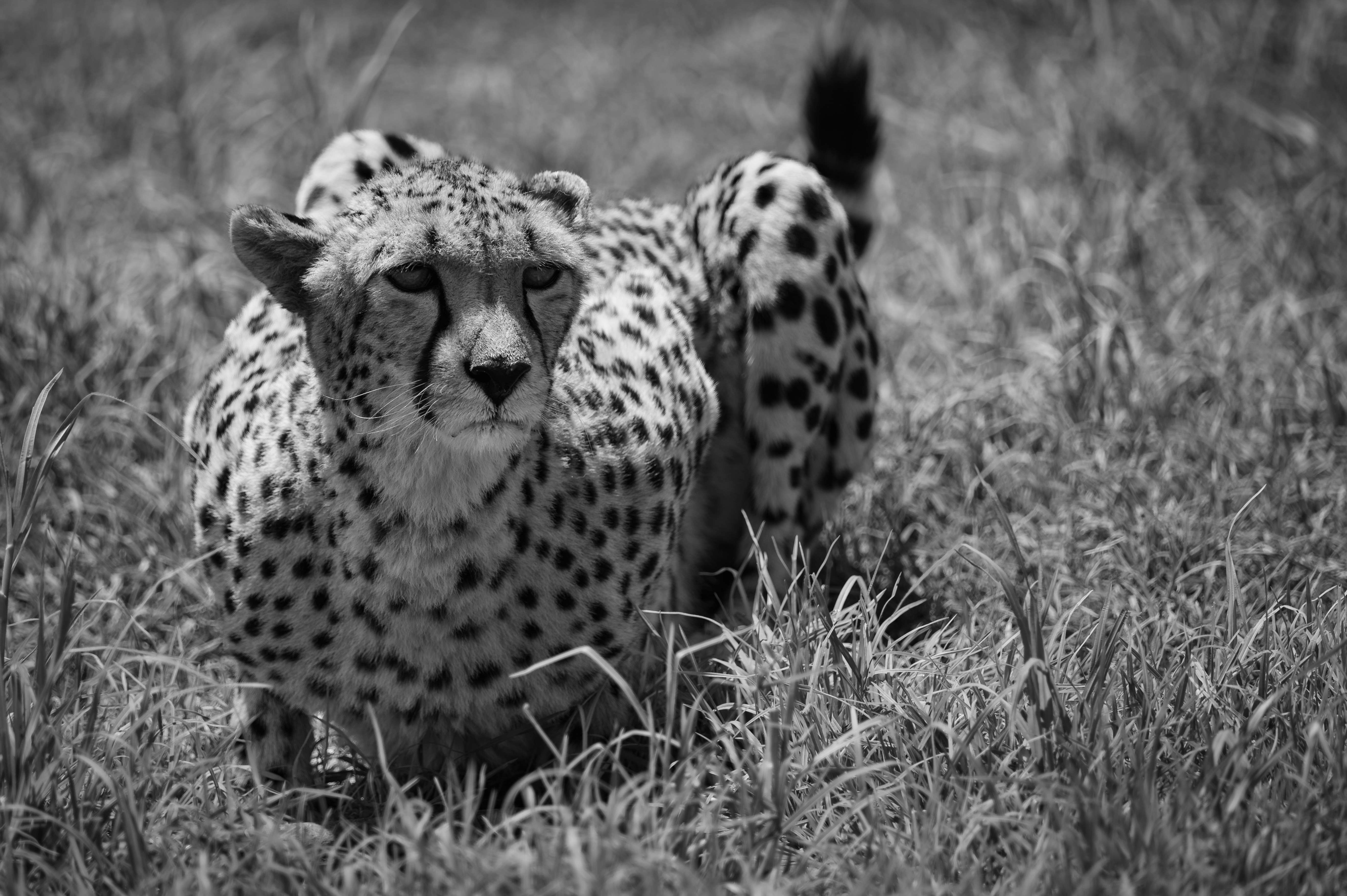 Cheetah crouching amidst tall grass, poised with intent.