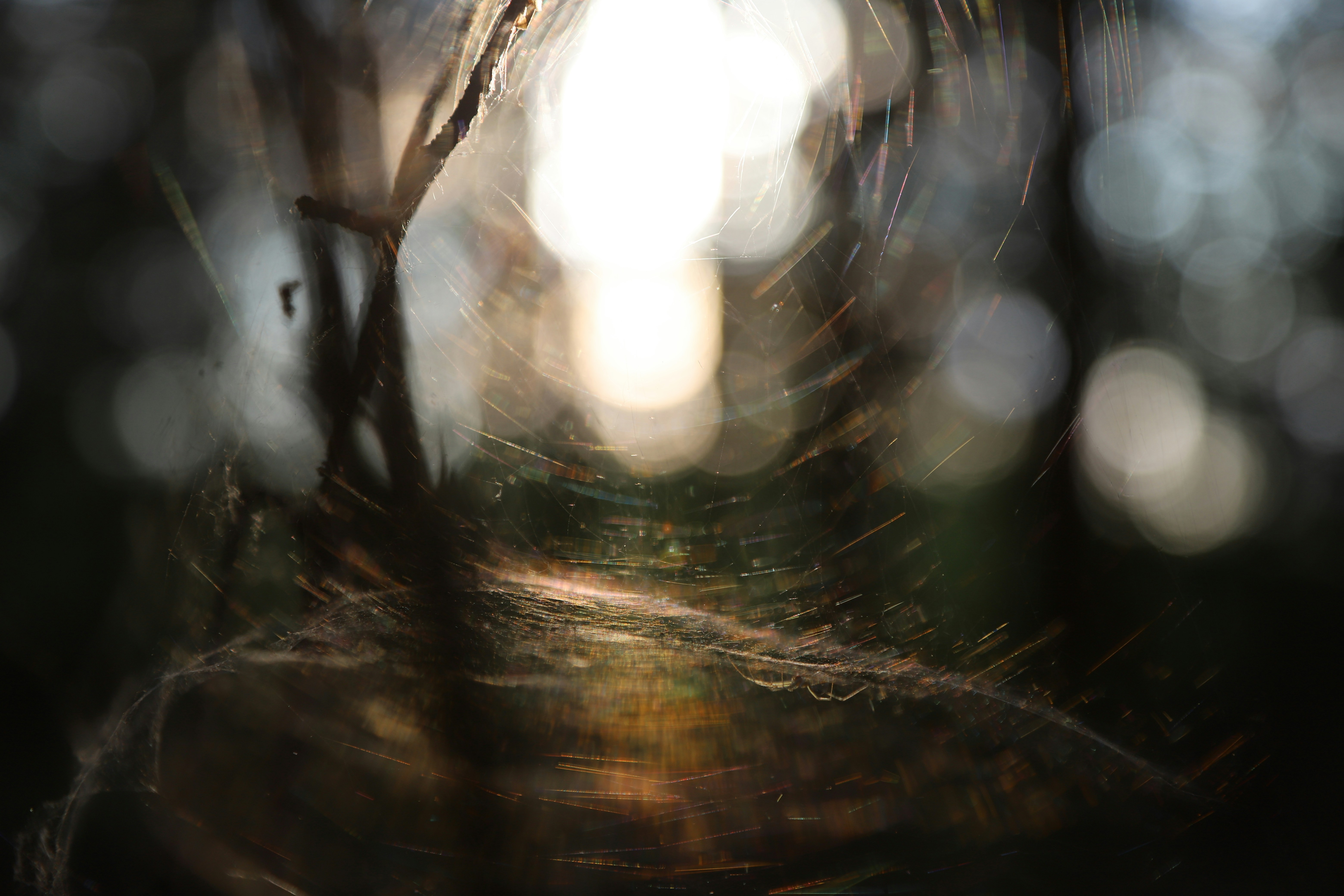 Backlit Spider Web Tunnel: Warm Bokeh Through a Shadowed Forest