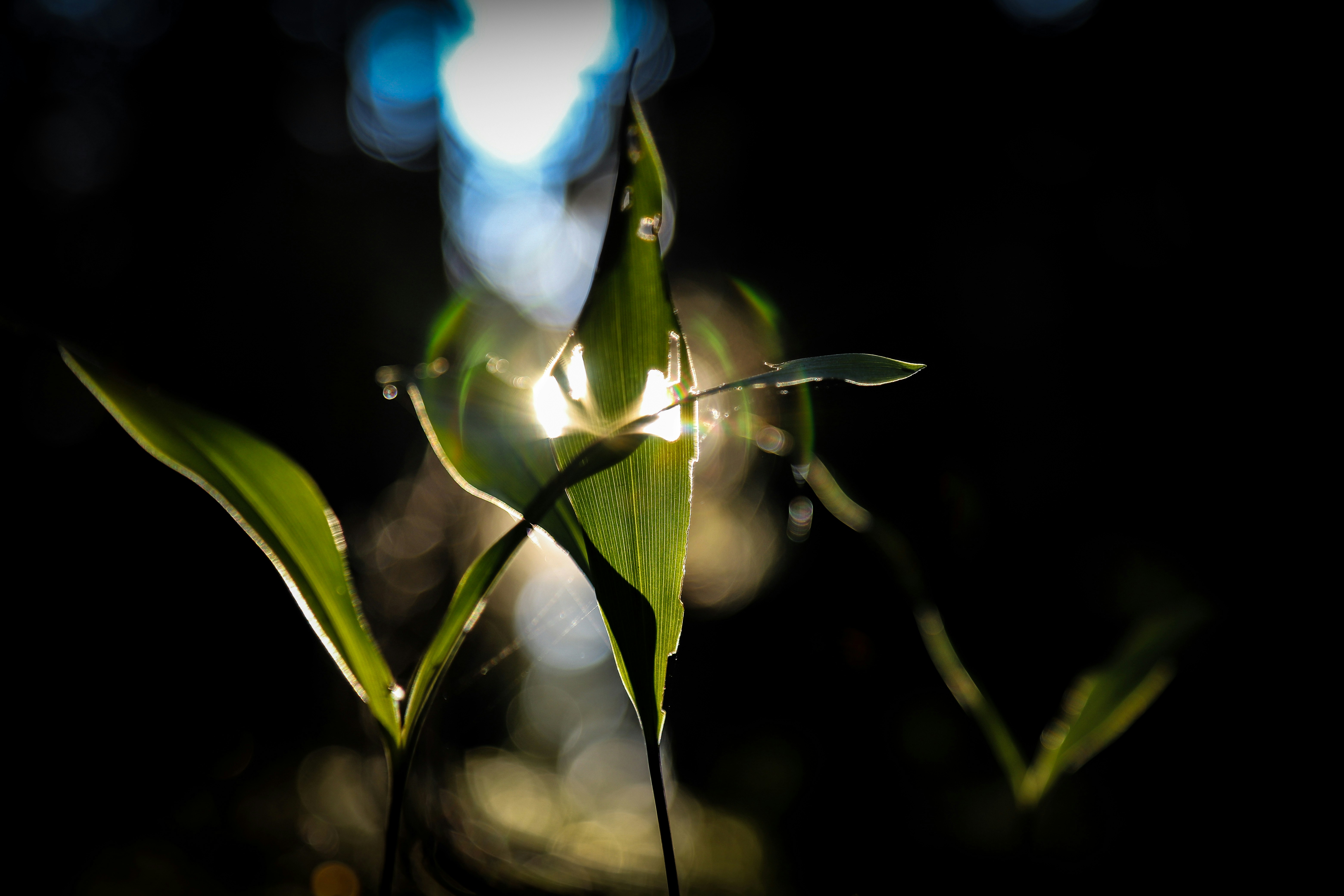 Ember of Light Between Leaves