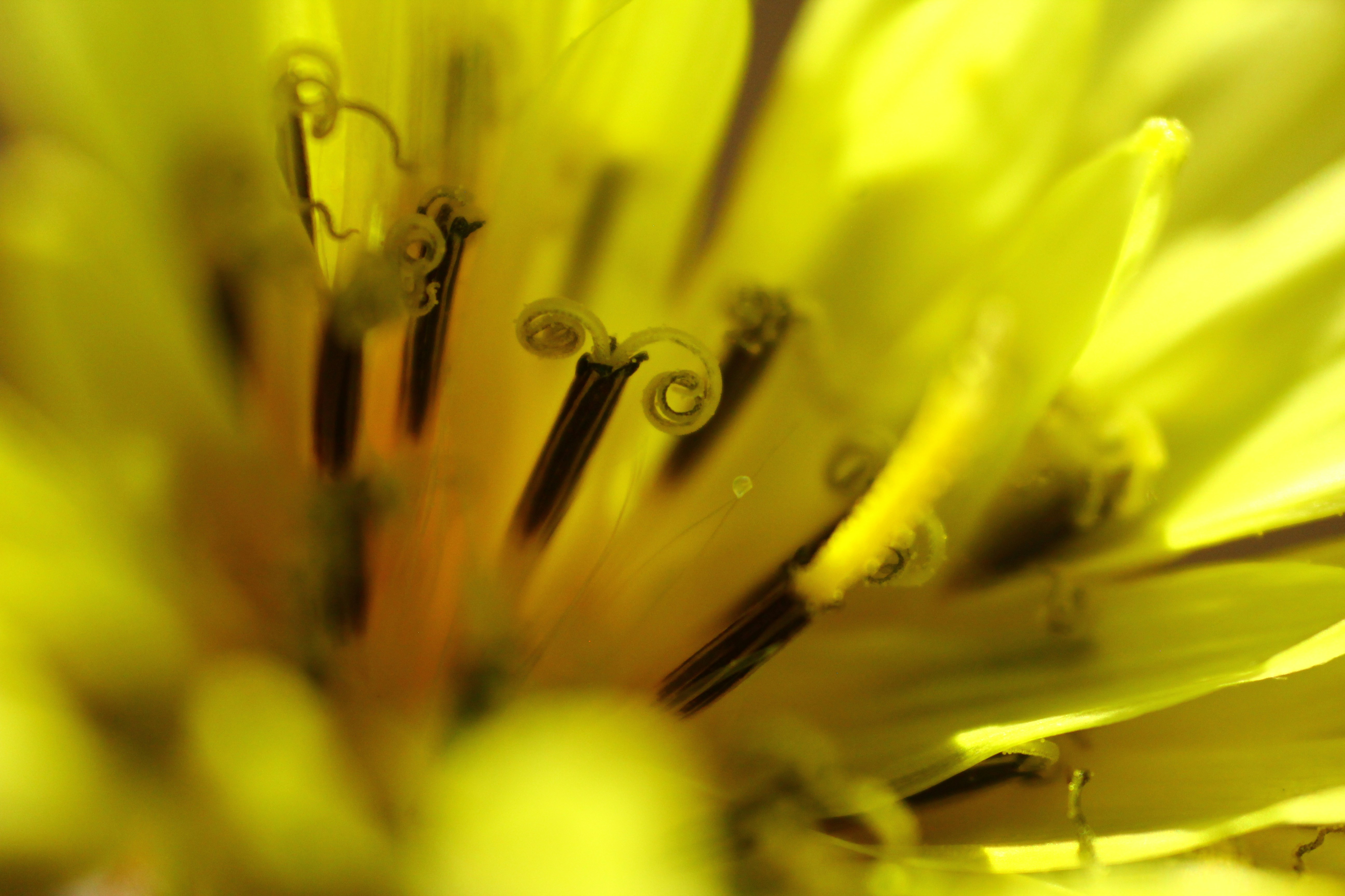 A close up view of a yellow flower photo – Free Iran.fars.shiraz Image ...