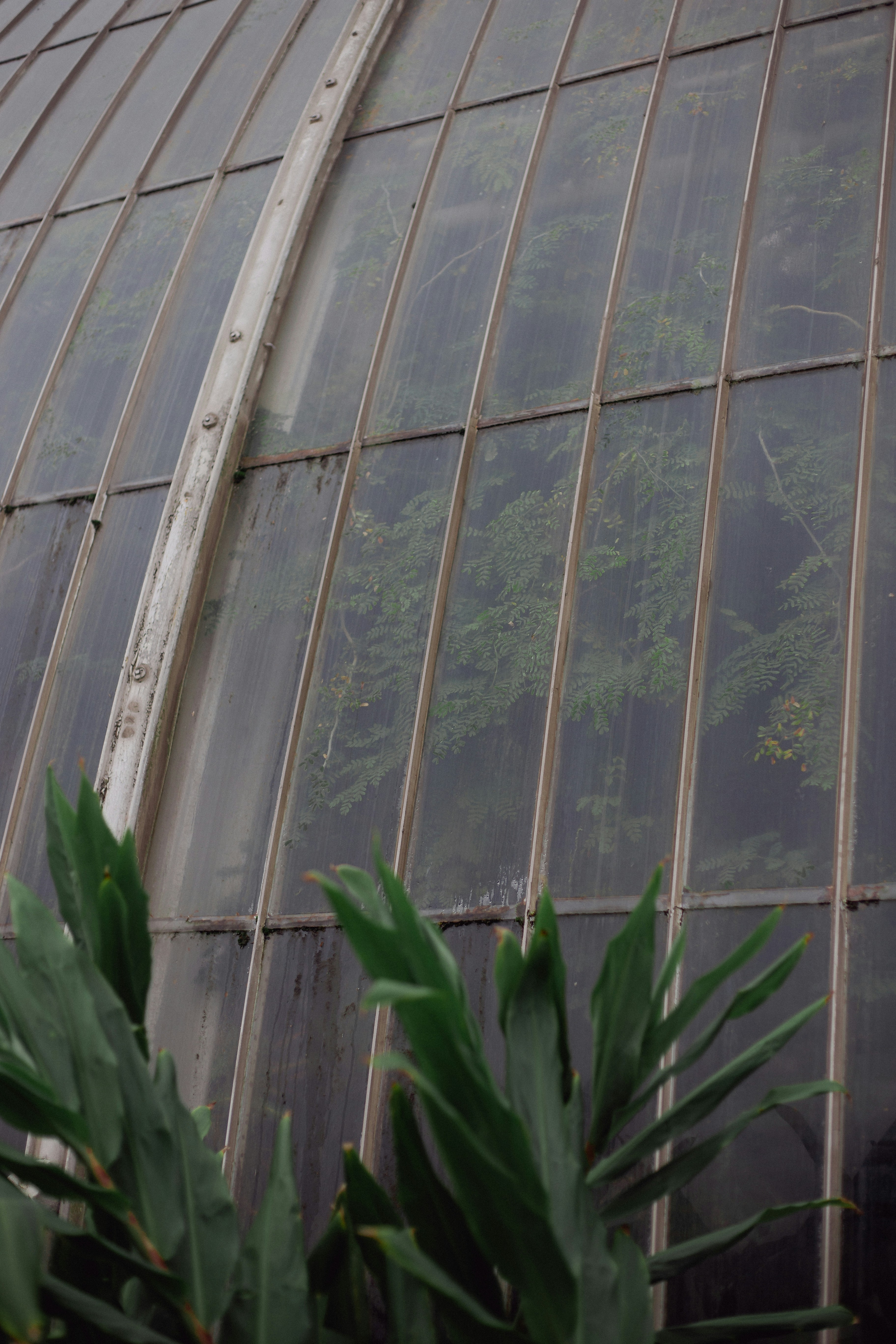 Leaves pressing up against the glass of the Temperate House at Kew Gardens, London.