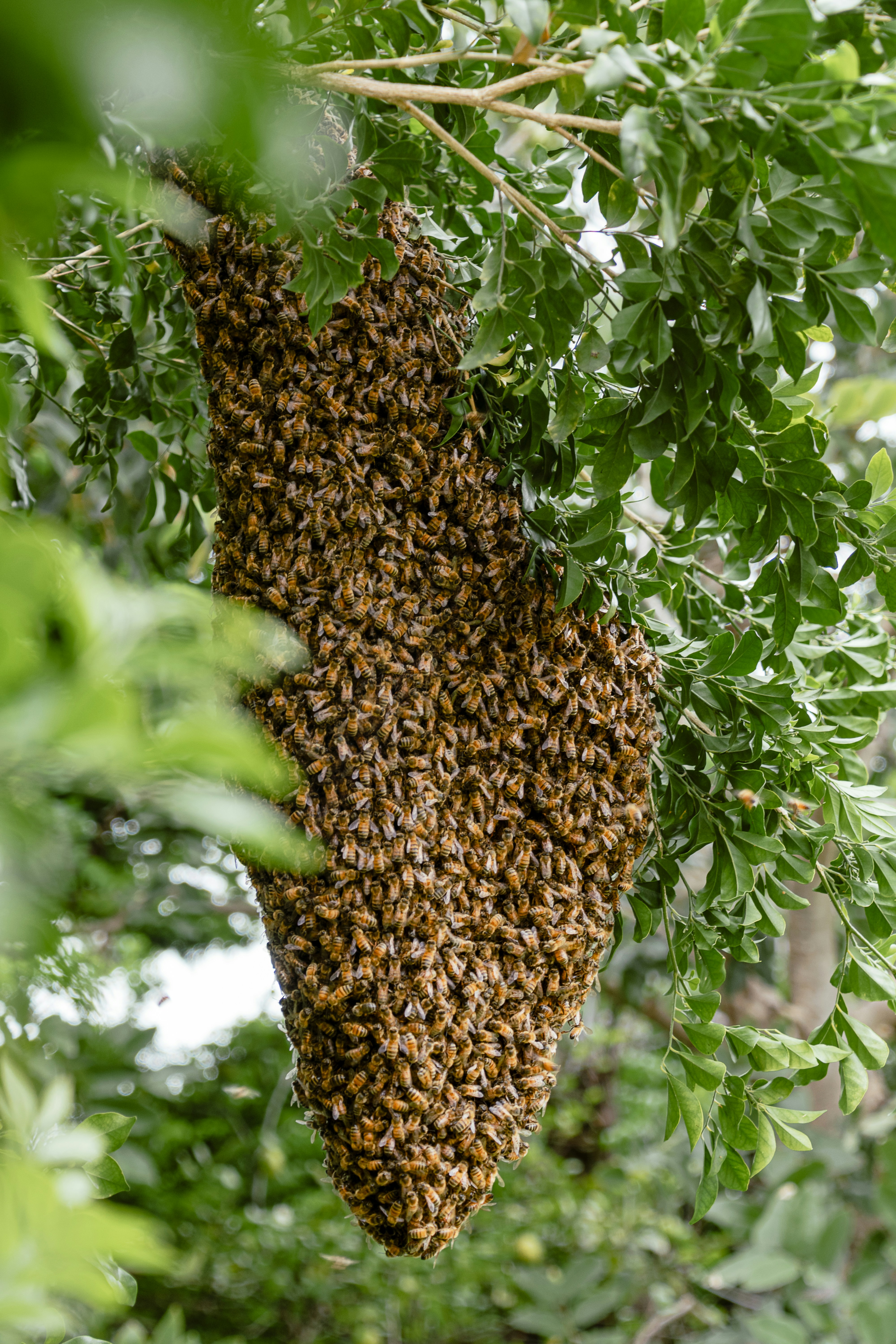 A dense swarm of bees clings to a tree branch, surrounded by lush green leaves. The intricate patterns of the bees create a striking visual against the foliage.