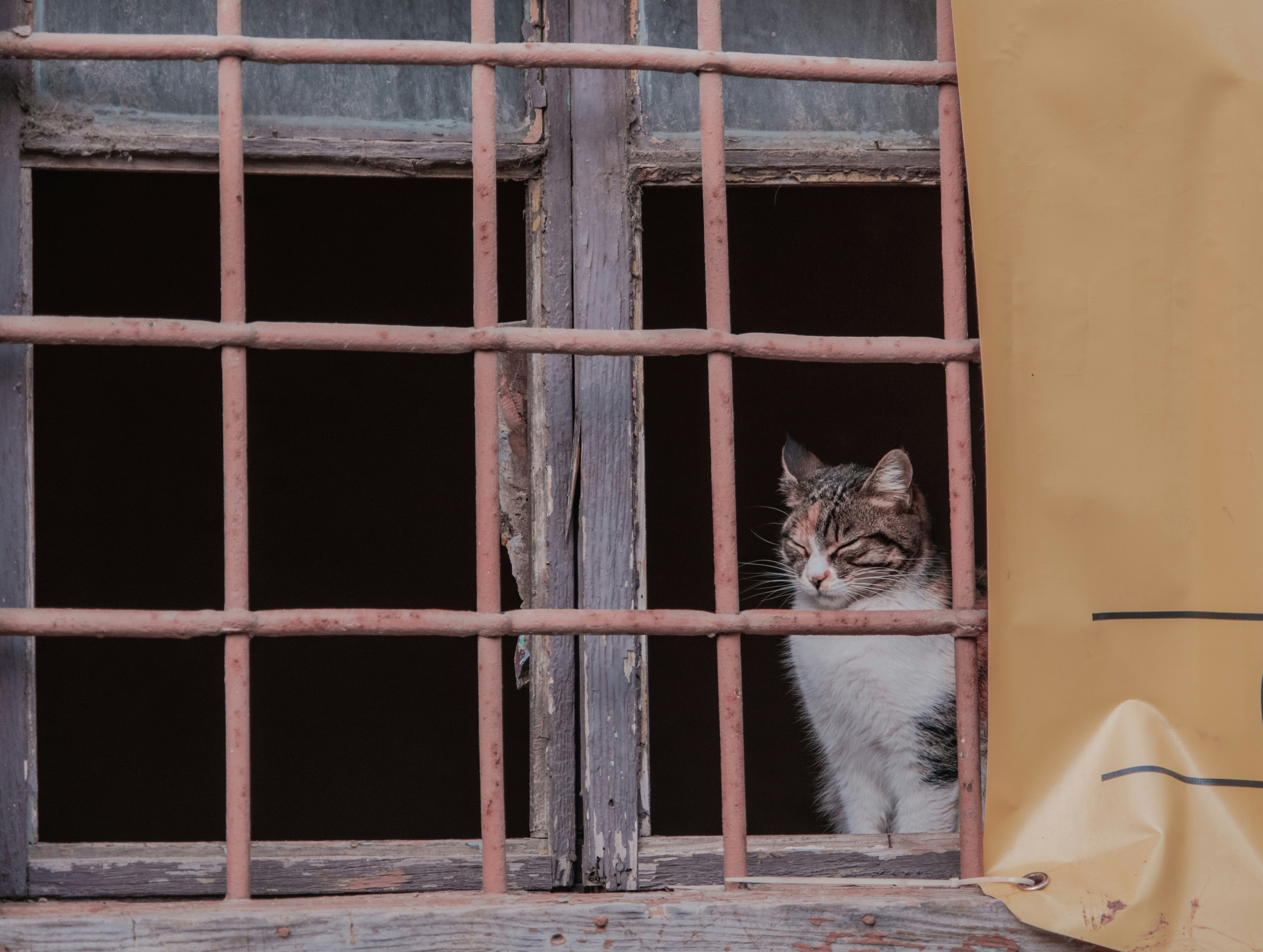 A cat is looking out of a barred window photo – Free Grey Image on Unsplash