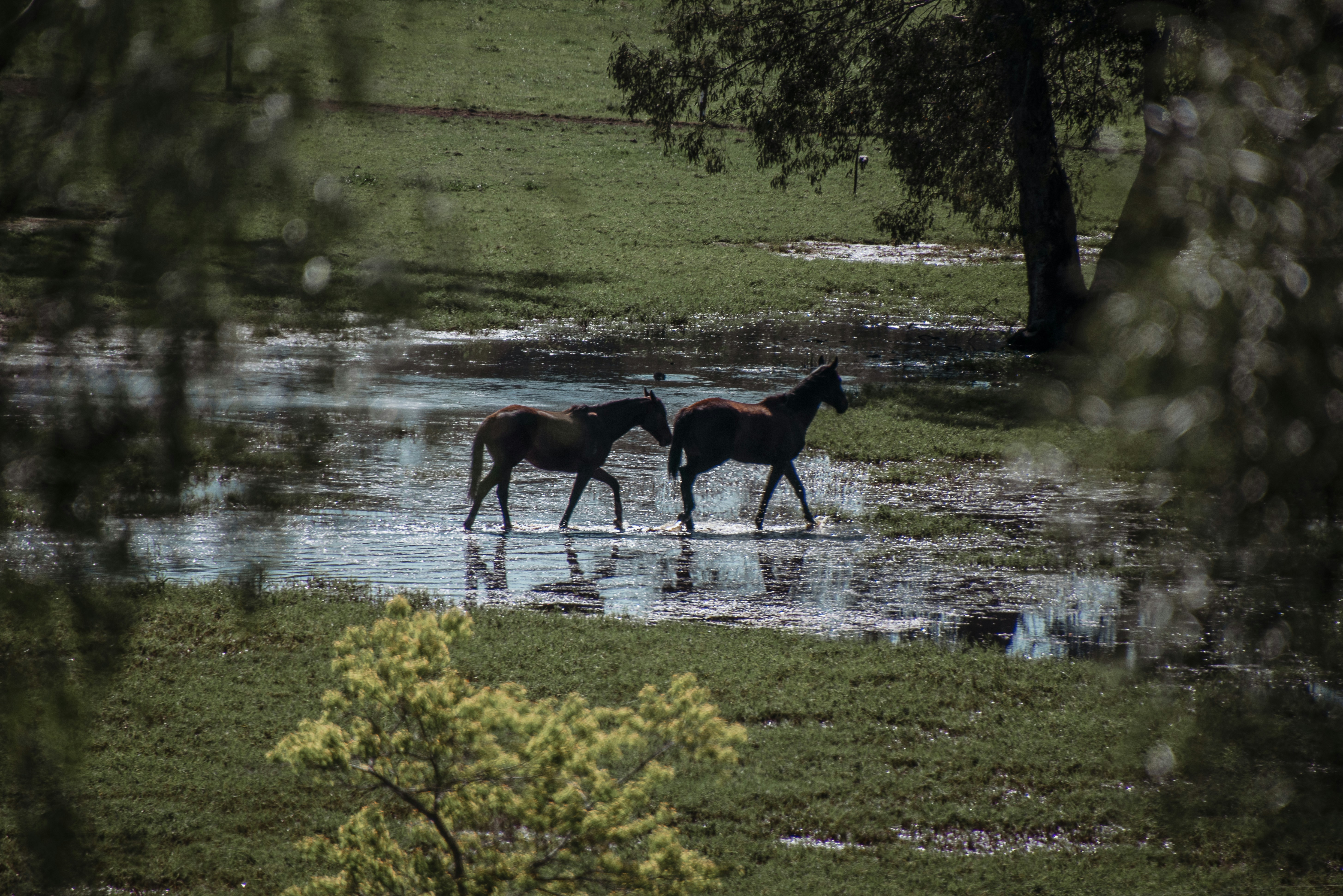 Mooring in the Midsummer Flood: Linked Horses Crossing a Wet Field