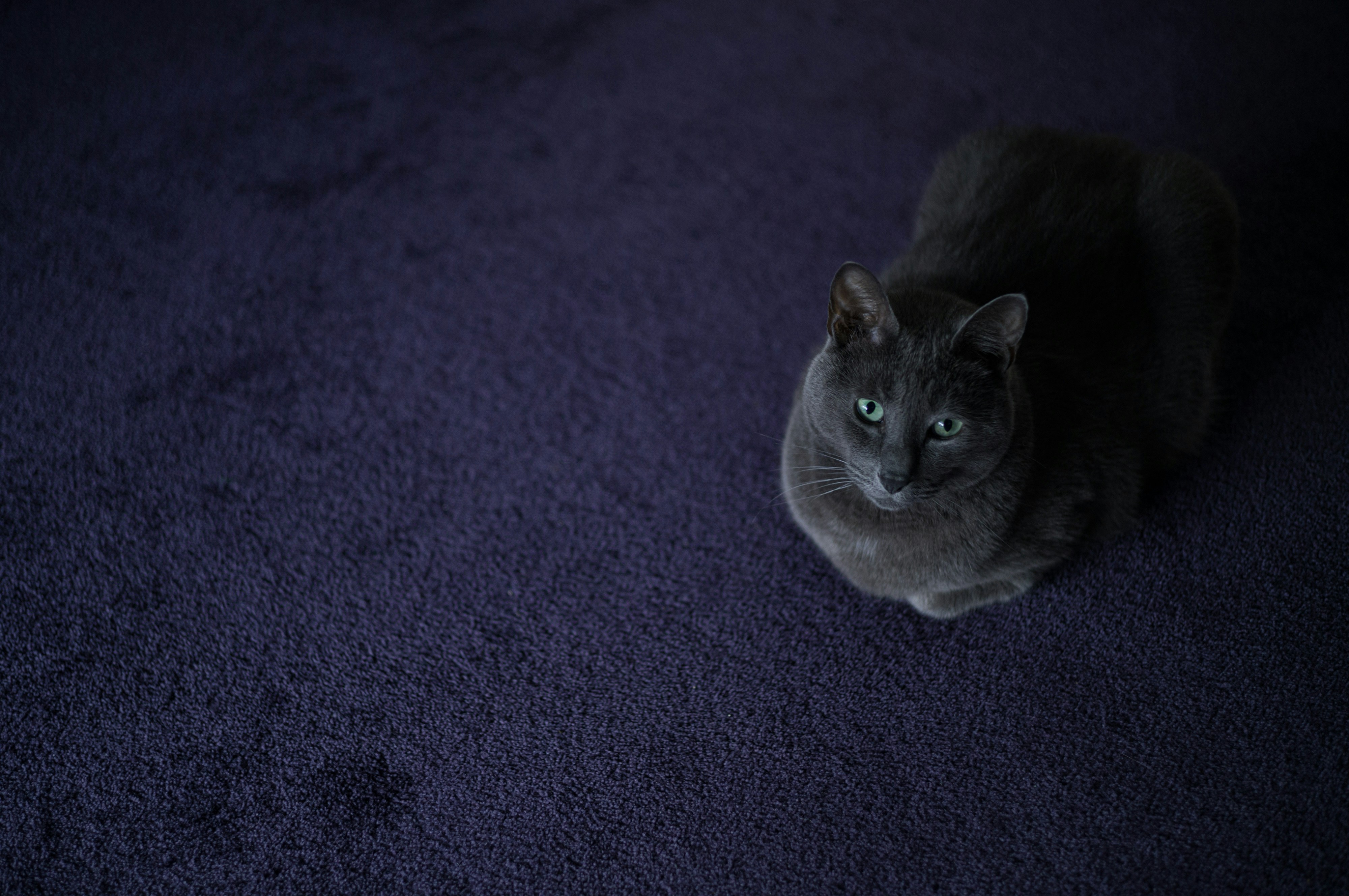 Emerald Gaze on Velvet Violet Carpet