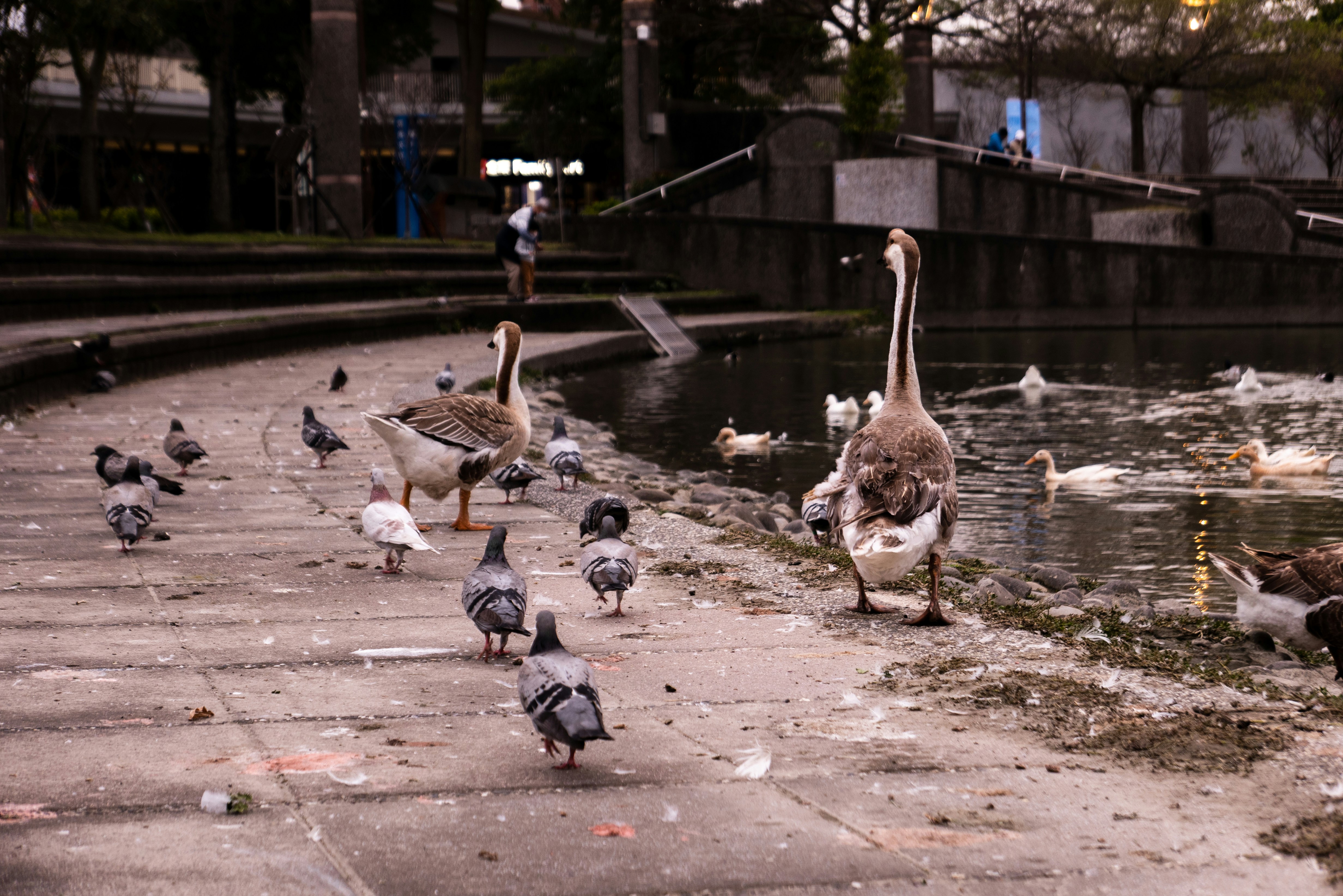 a flock of birds standing on a sidewalk next to a body of water