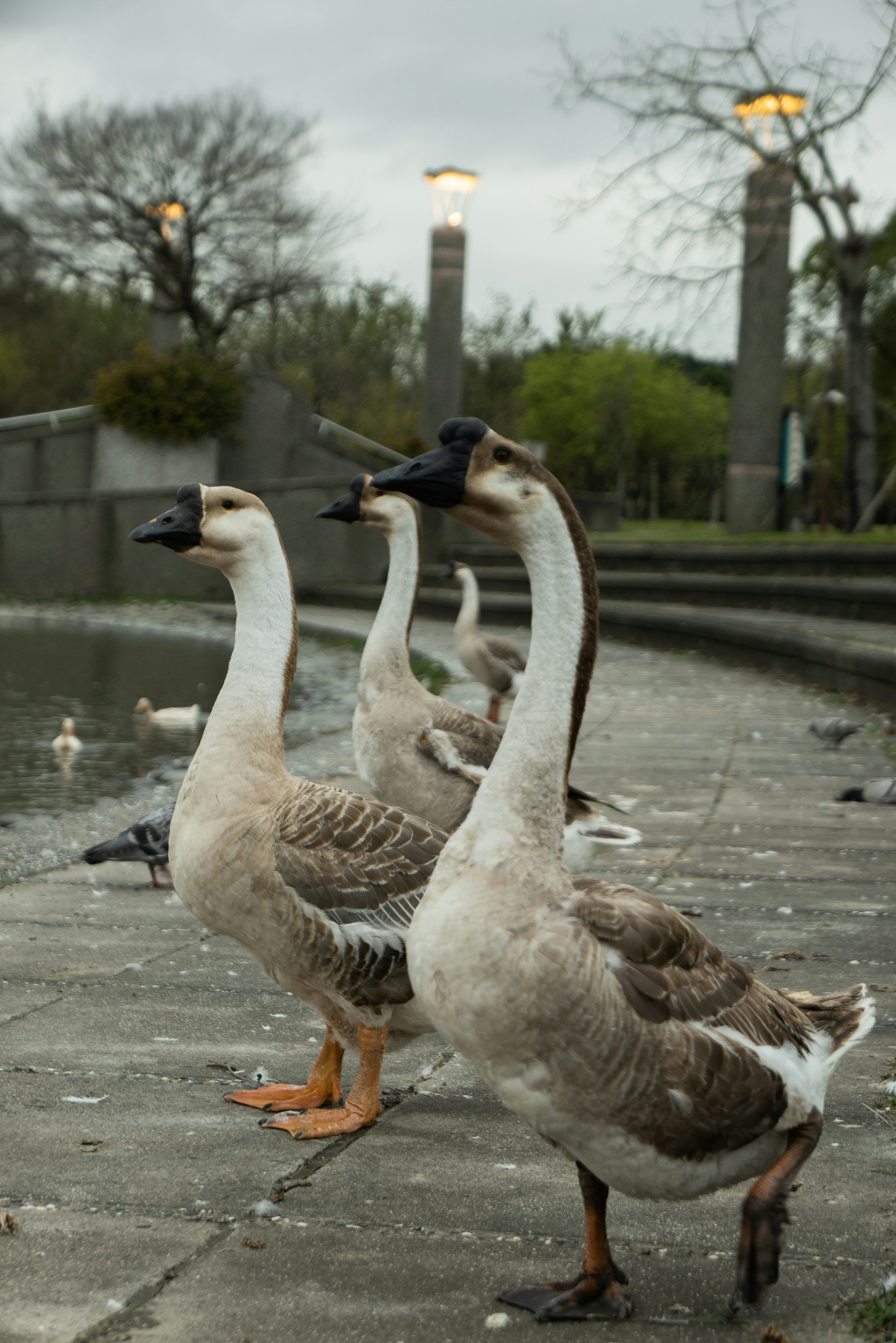 Geese on the Park Path: Trio of Watchful Beaks by the Pond