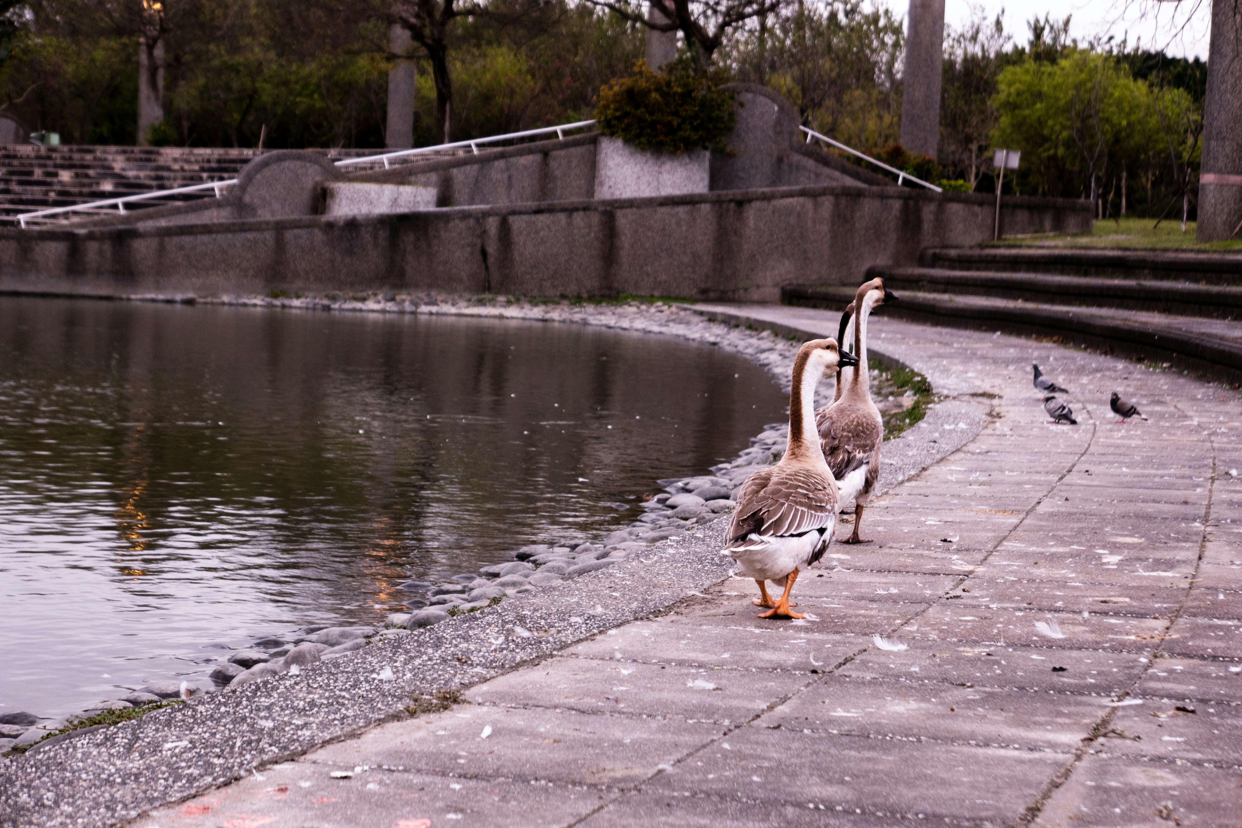 Two geese pause at the edge of a calm park pond