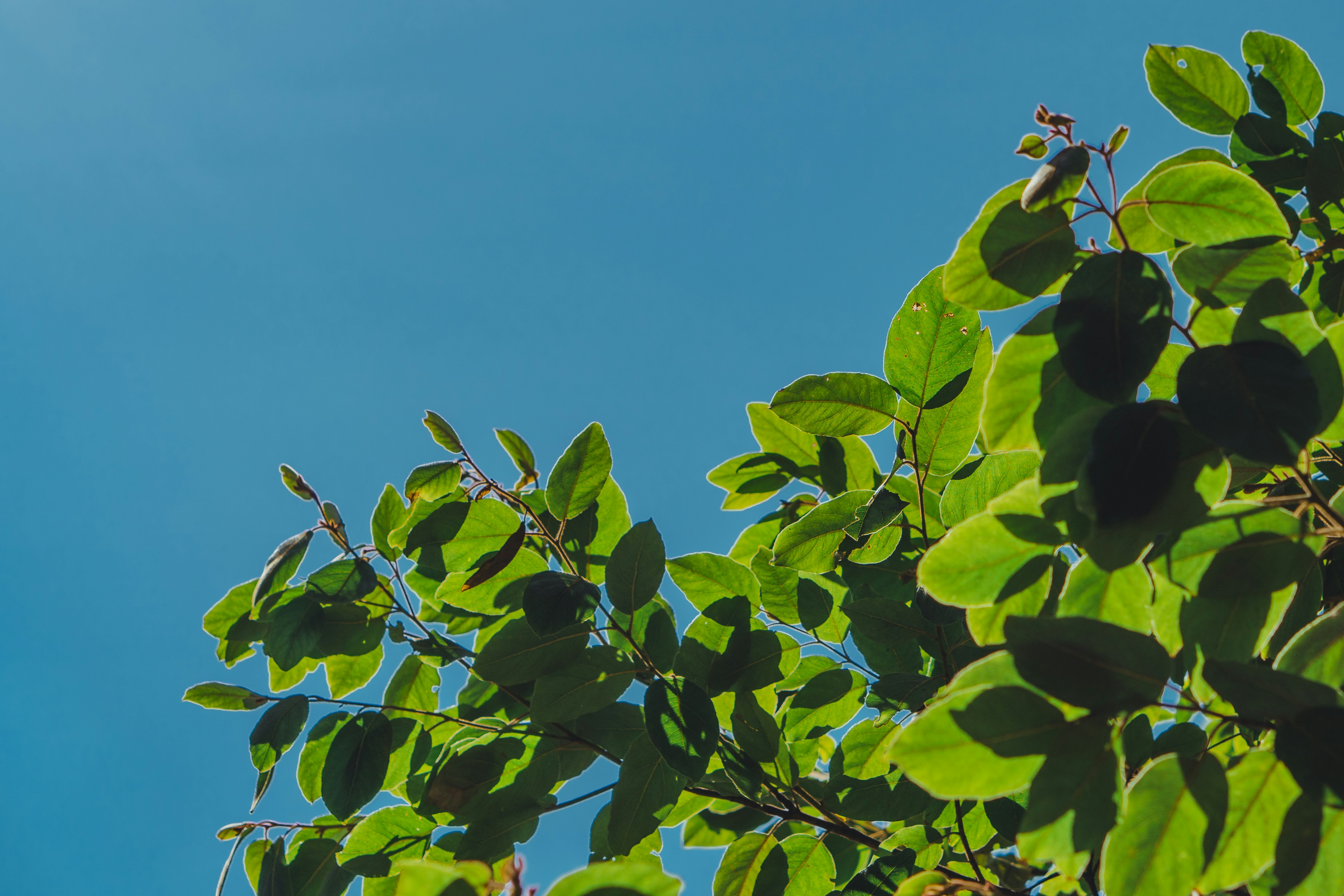 A tree branch with green leaves against a blue sky photo – Free Faded ...