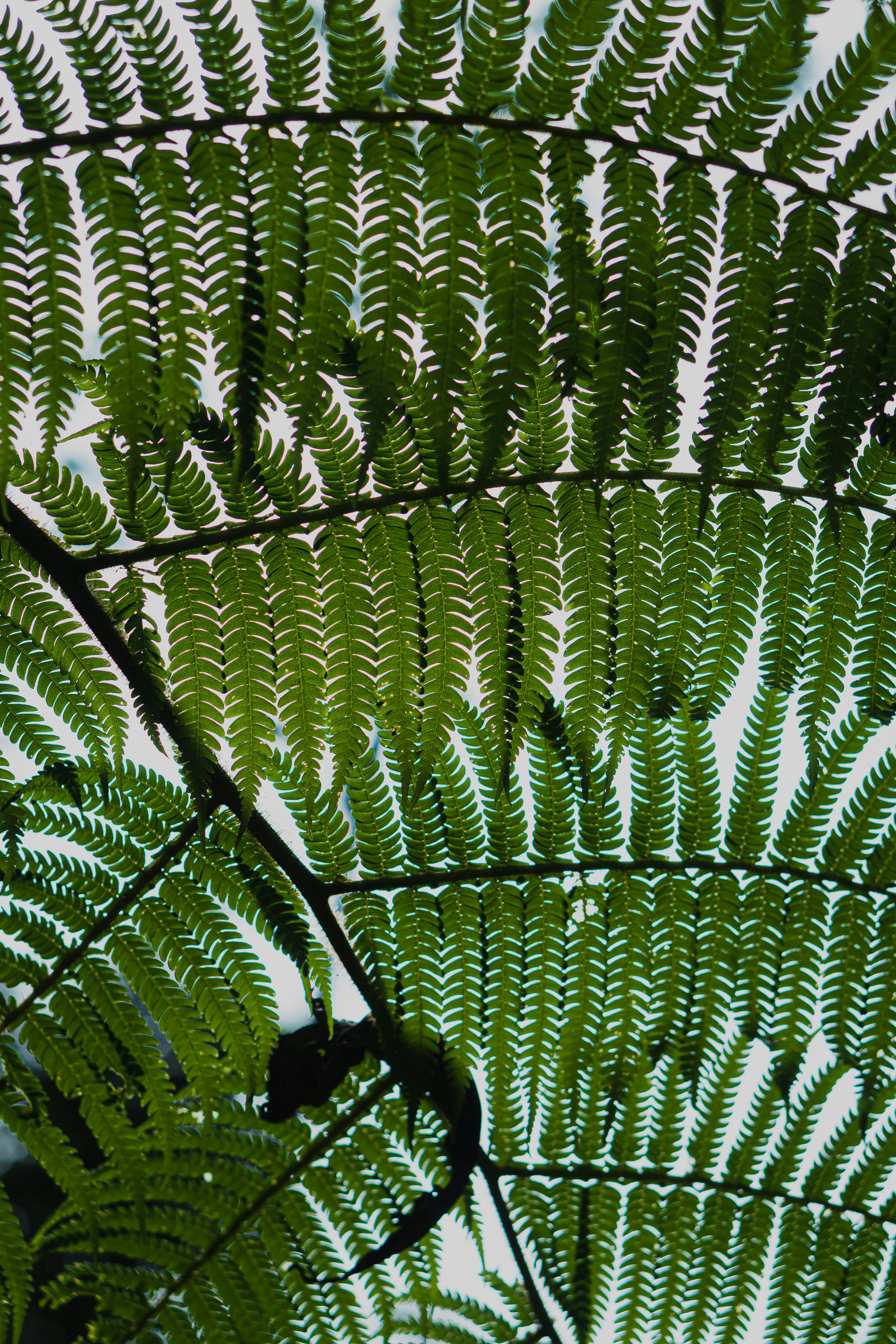 Canopy Geometry: Fern Fronds Under a Glass Dome