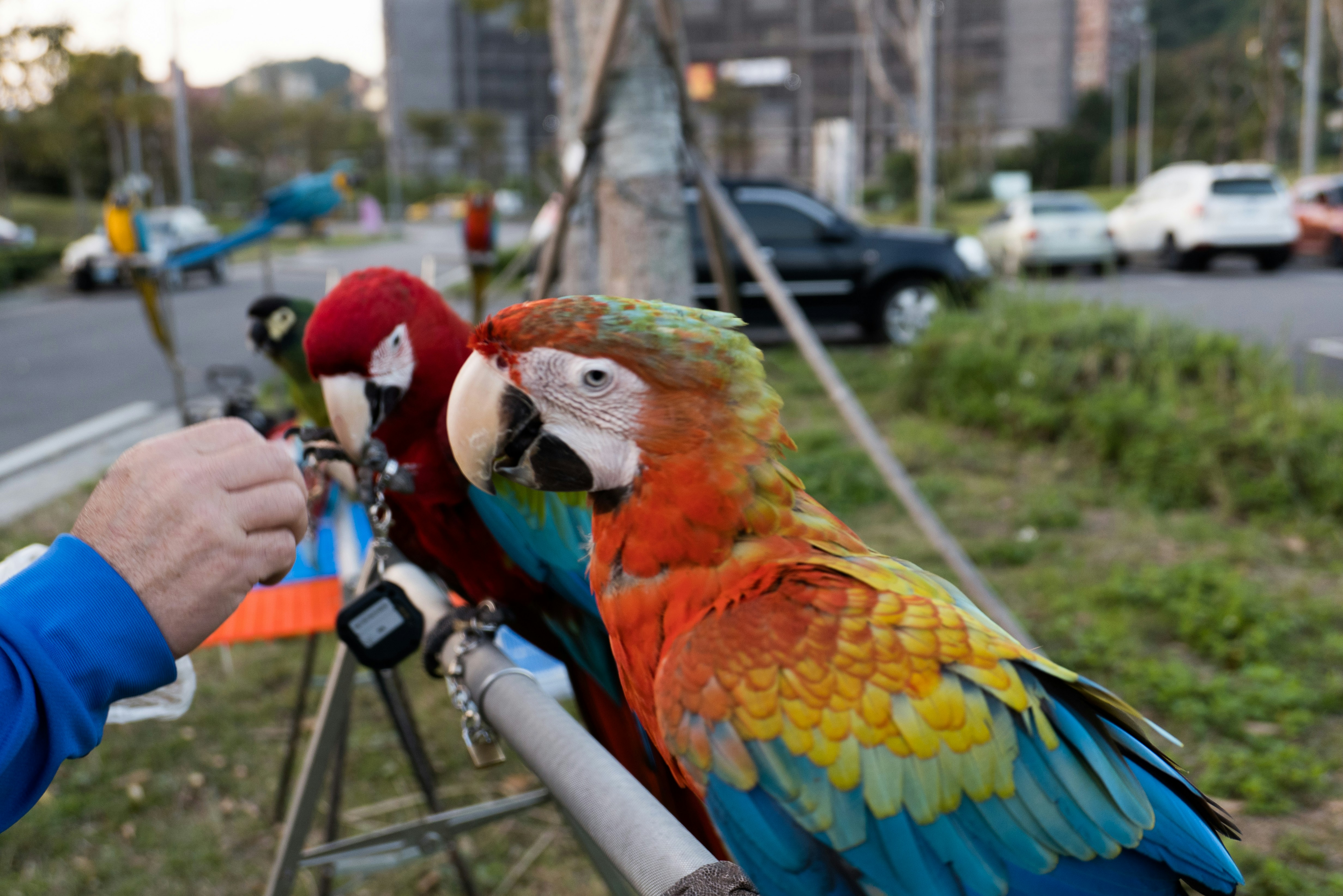 Two vividly colored parrots perched on a railing, engaging with a person offering food. The urban backdrop adds context to this lively interaction.